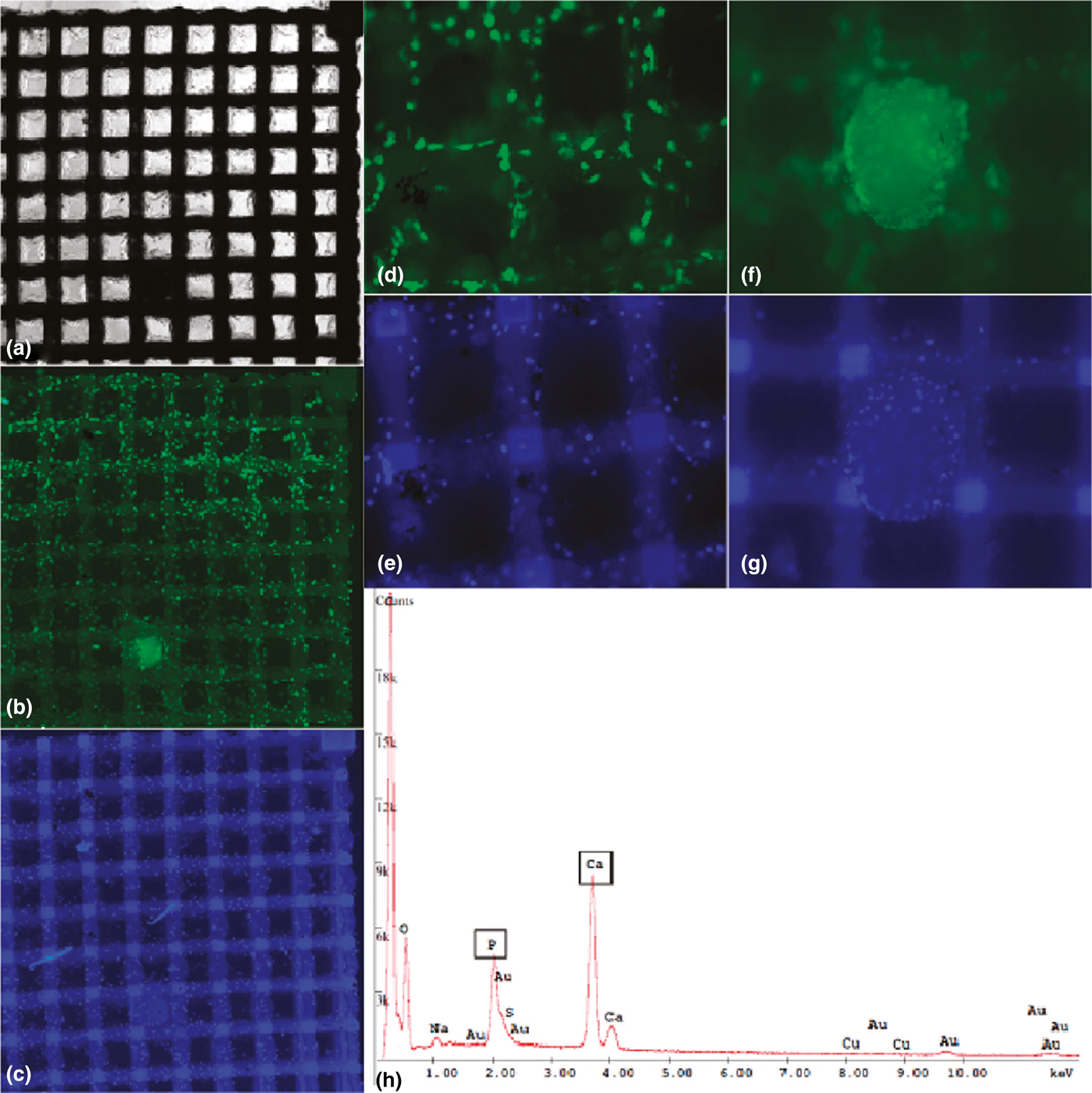 Gelatin-based hydrogels for biomedical applications | MRS Communications | Cambridge Core