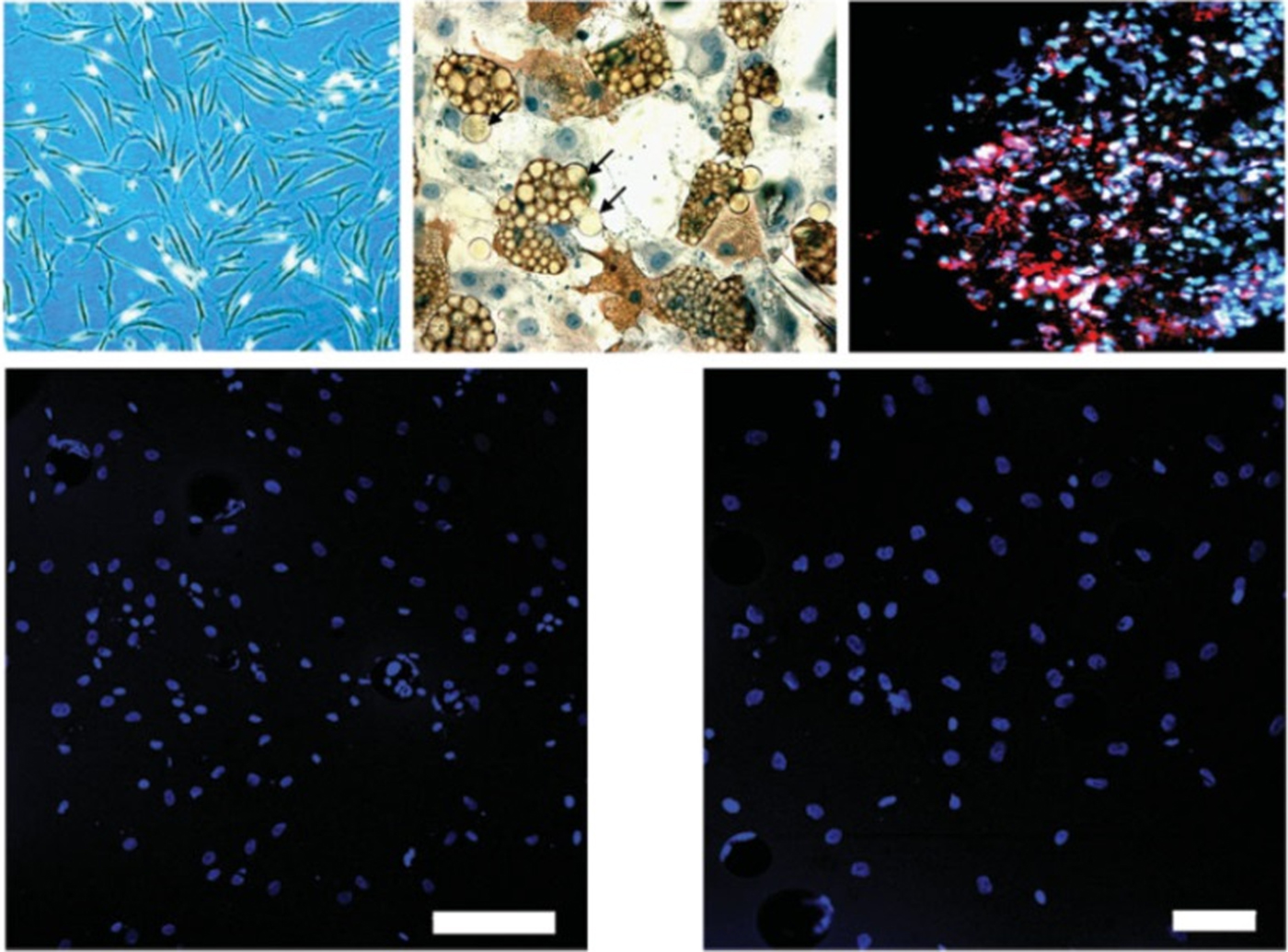 Gelatin-based hydrogels for biomedical applications | MRS Communications | Cambridge Core