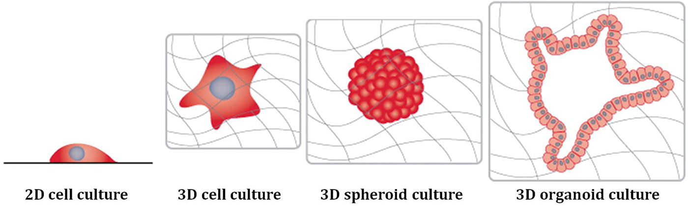 Three-dimensional neuronal cell culture: in pursuit of novel treatments ...