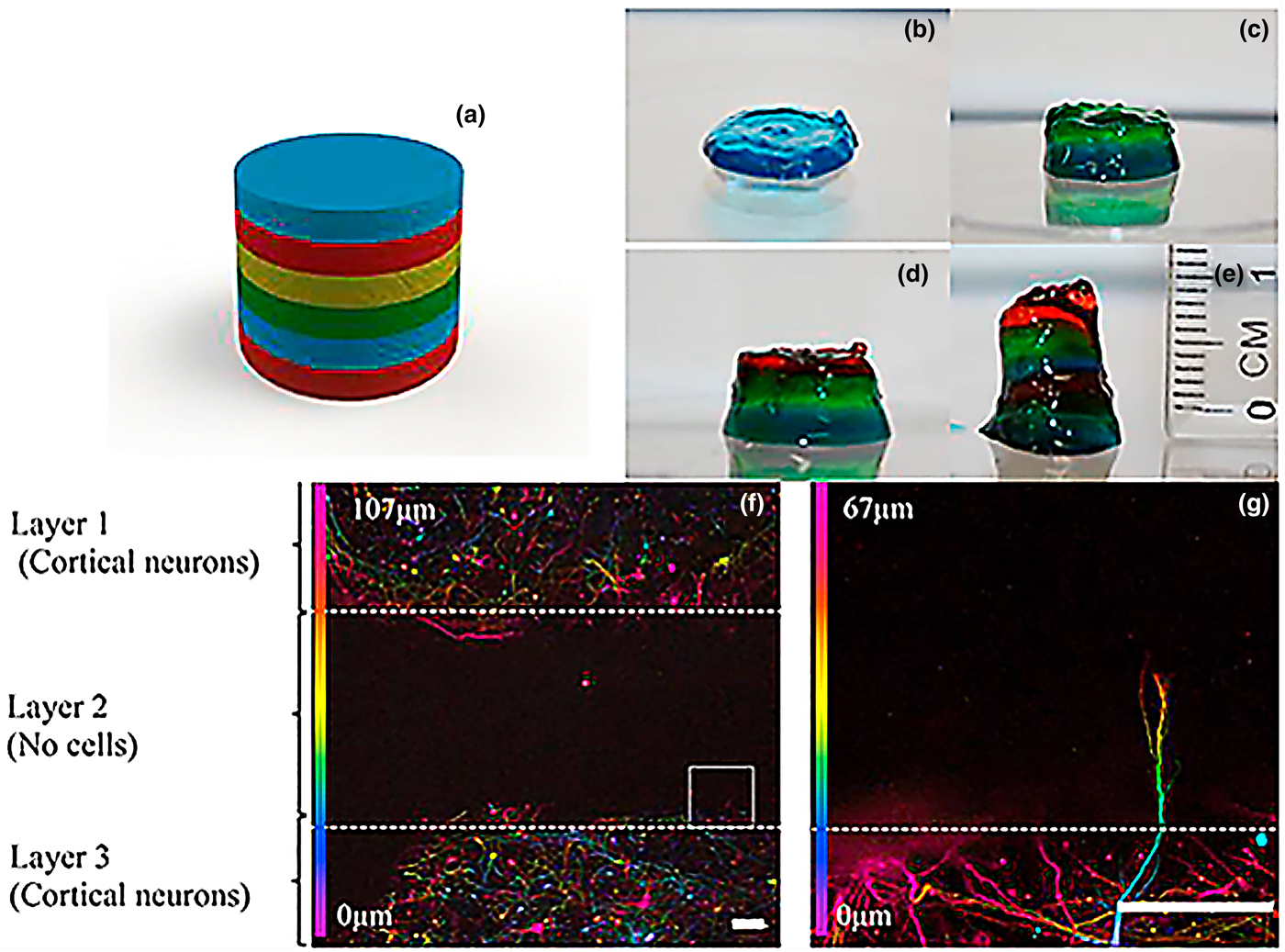 Three-dimensional neuronal cell culture: in pursuit of novel treatments ...