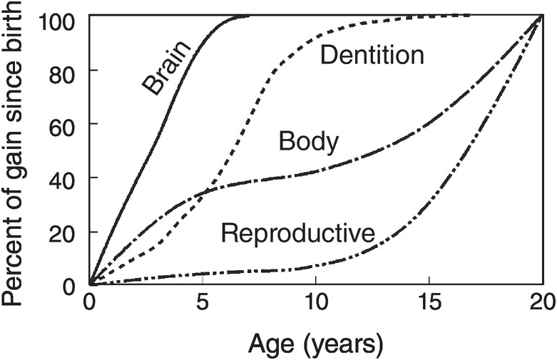 Basic Principles of Human Growth (Chapter 2) - Patterns of Human Growth