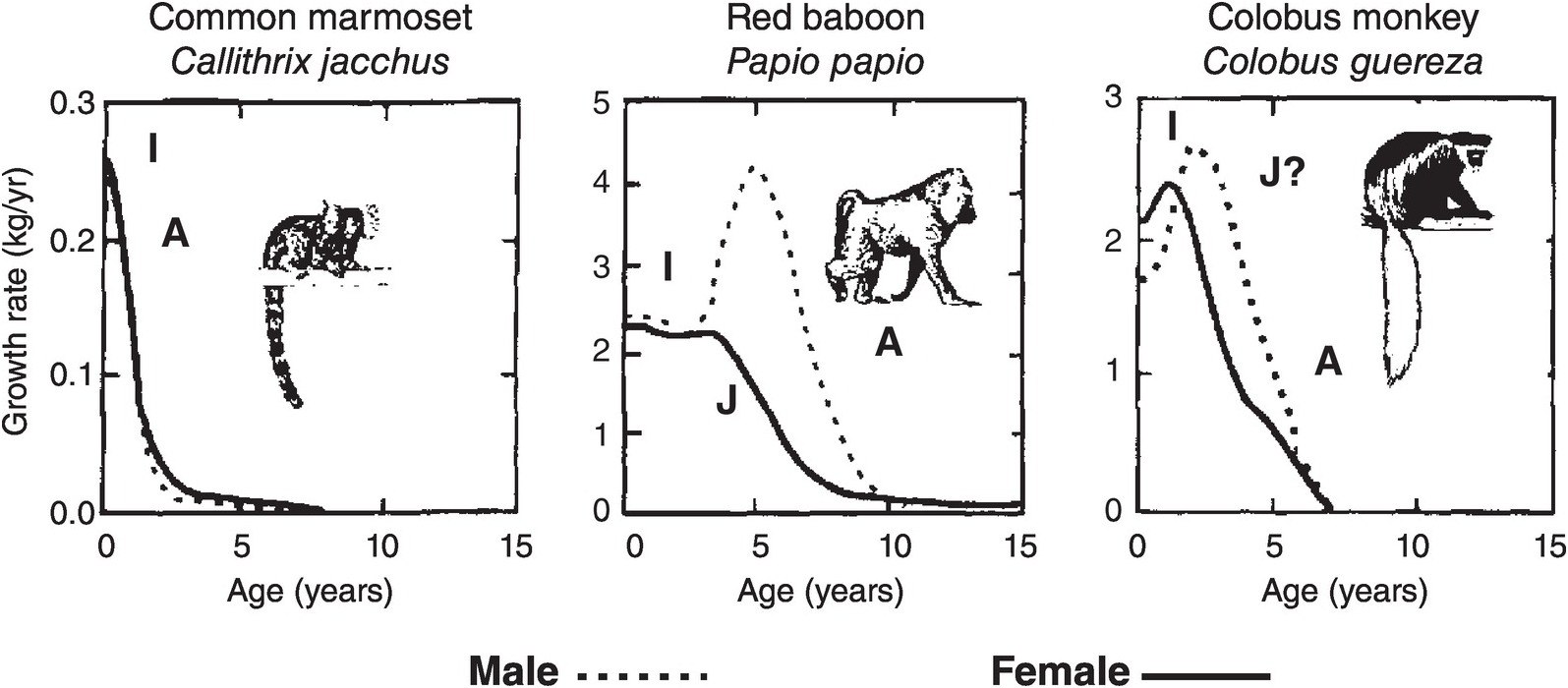 The Evolution of Human Growth (Chapter 3) - Patterns of Human Growth