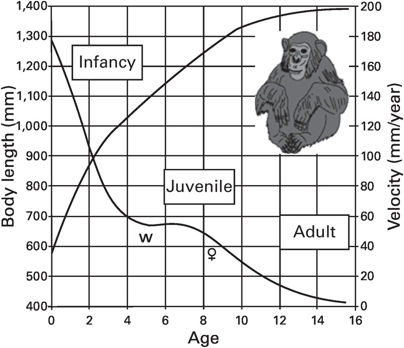 The Evolution of Human Growth (Chapter 3) - Patterns of Human Growth