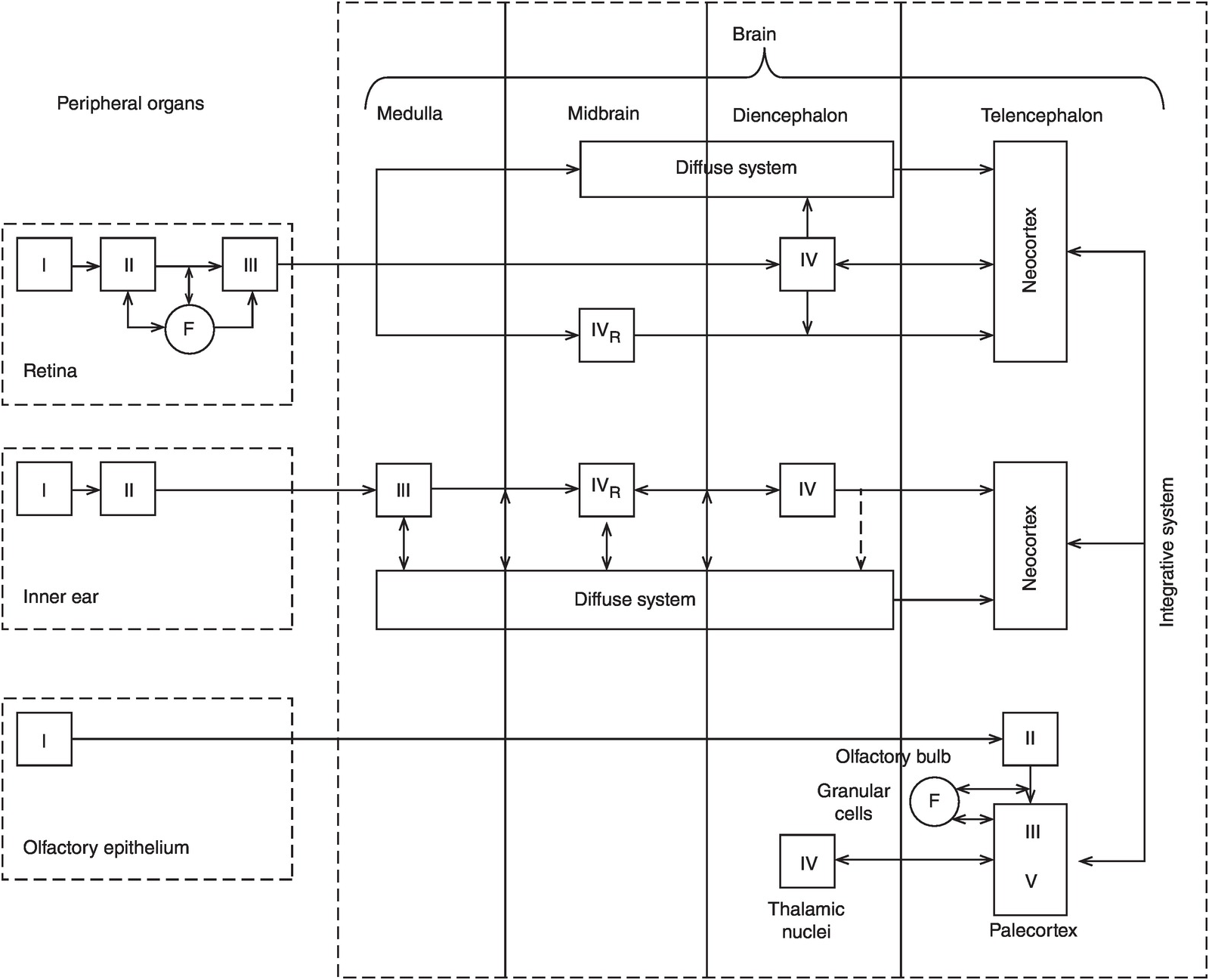 The Evolution of Human Growth (Chapter 3) - Patterns of Human Growth