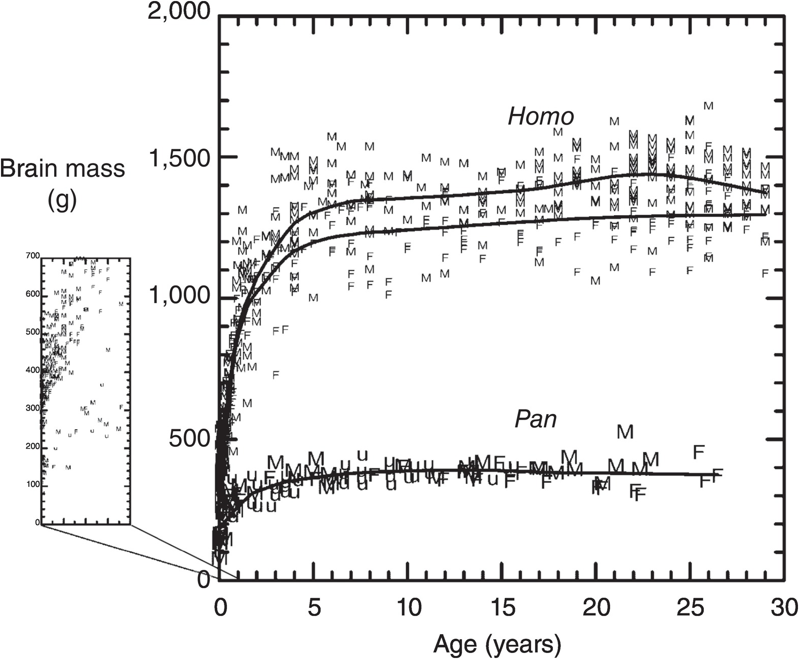 Evolution of the Human Life Cycle (Chapter 4) - Patterns of Human Growth