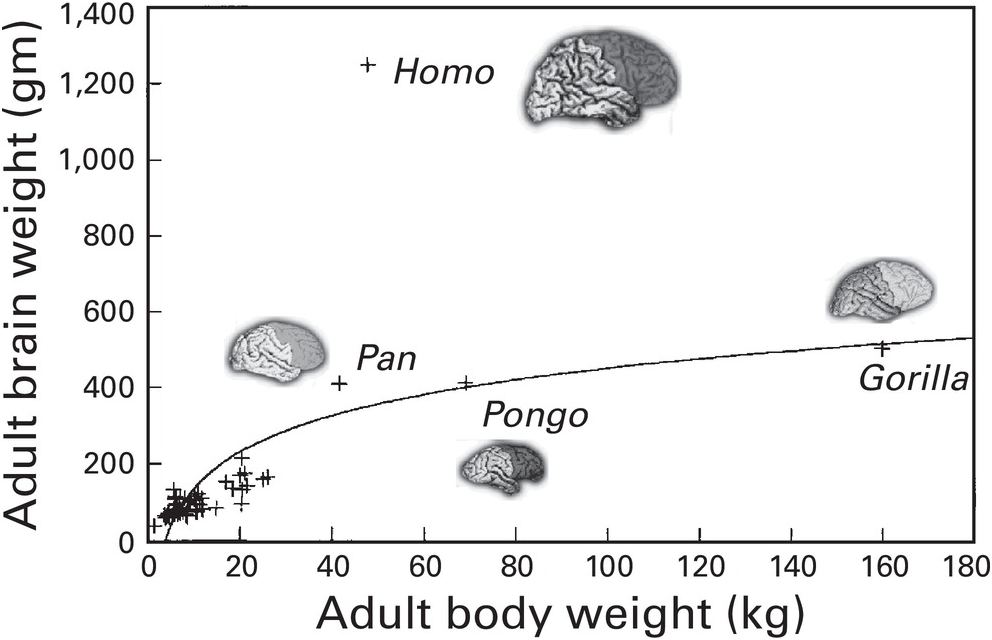 Evolution of the Human Life Cycle (Chapter 4) - Patterns of Human Growth