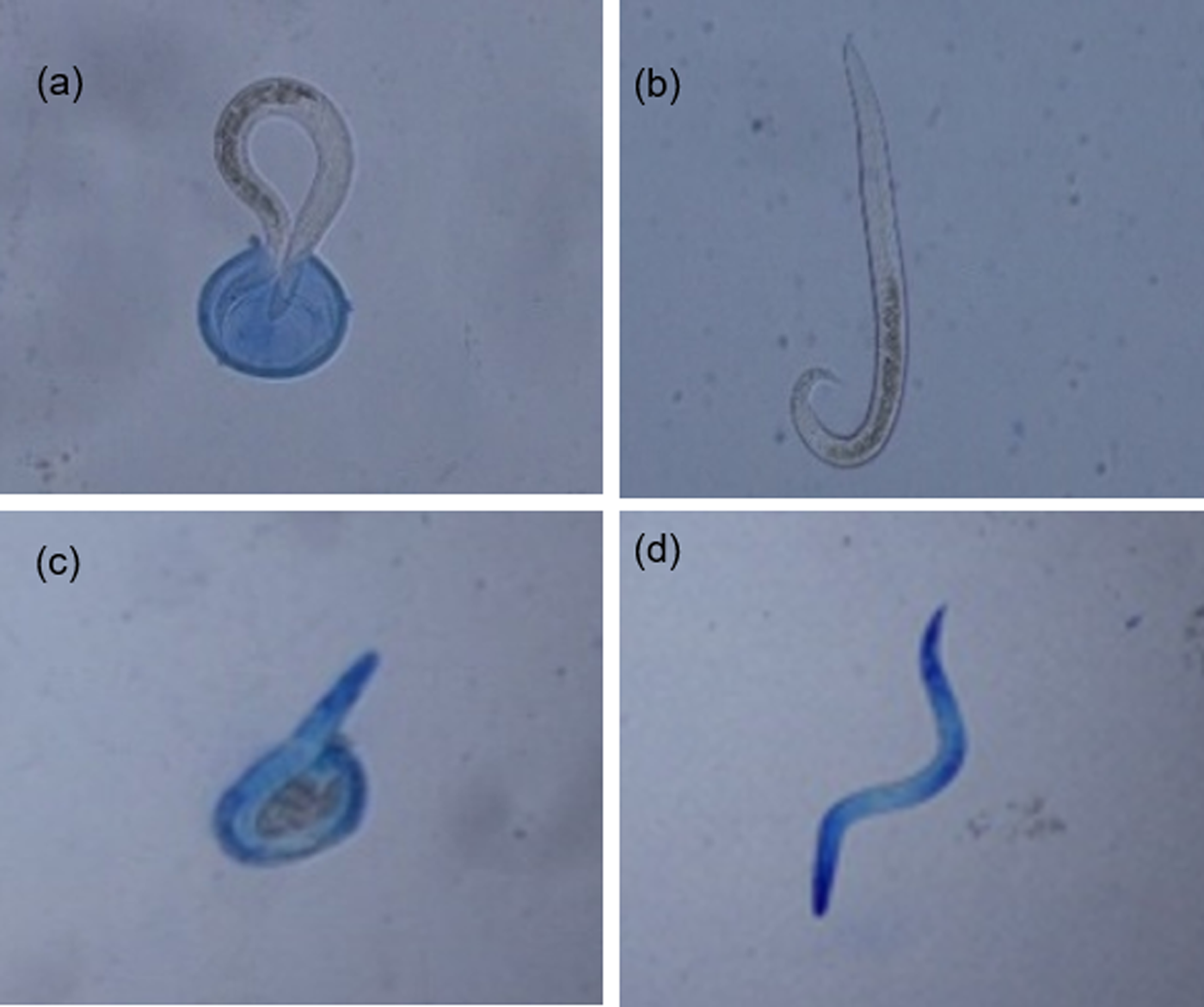 Viability and development of Ascaridia galli eggs recovered in ...