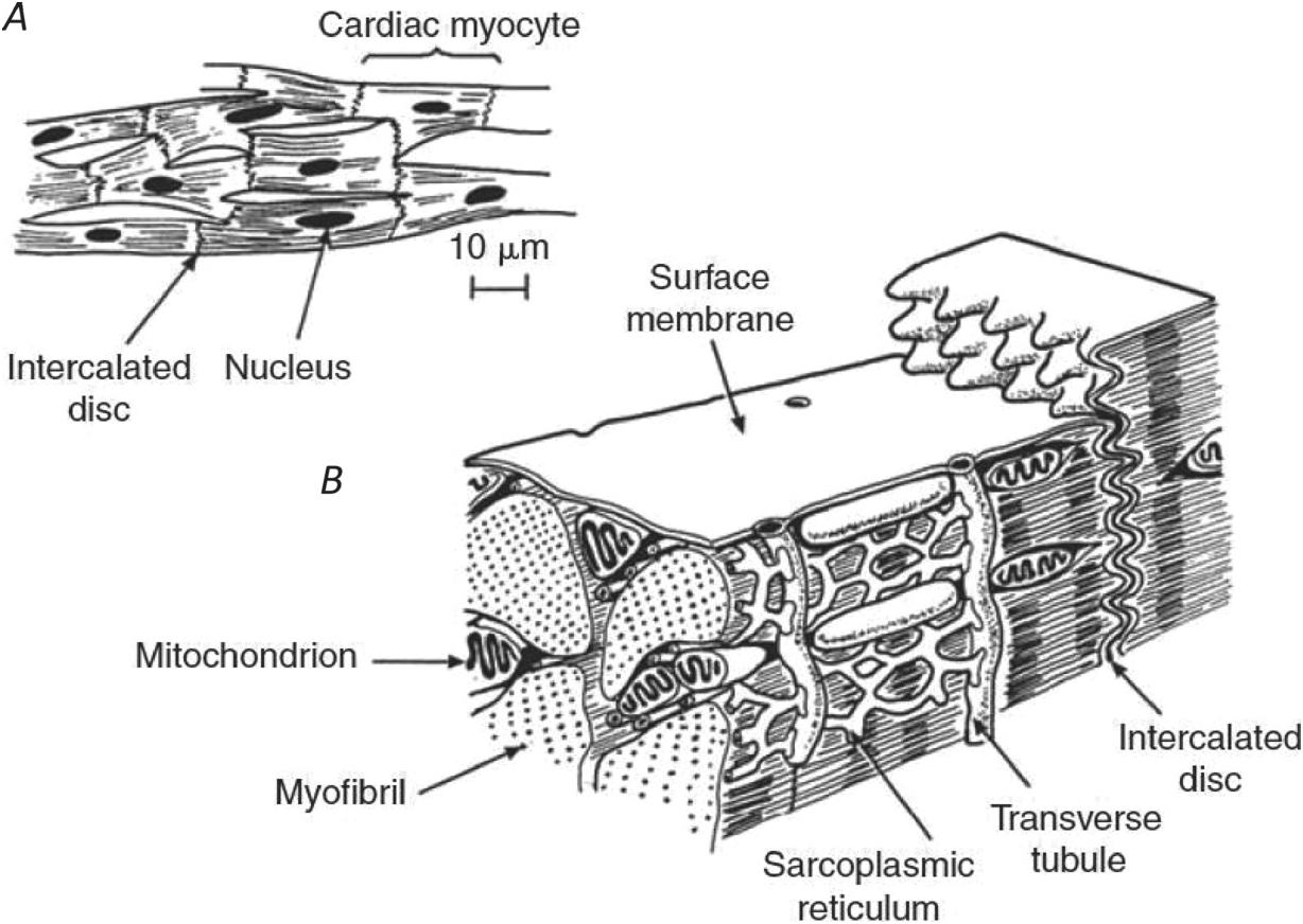 Structure Of Cardiac Muscle Tissue Diagram