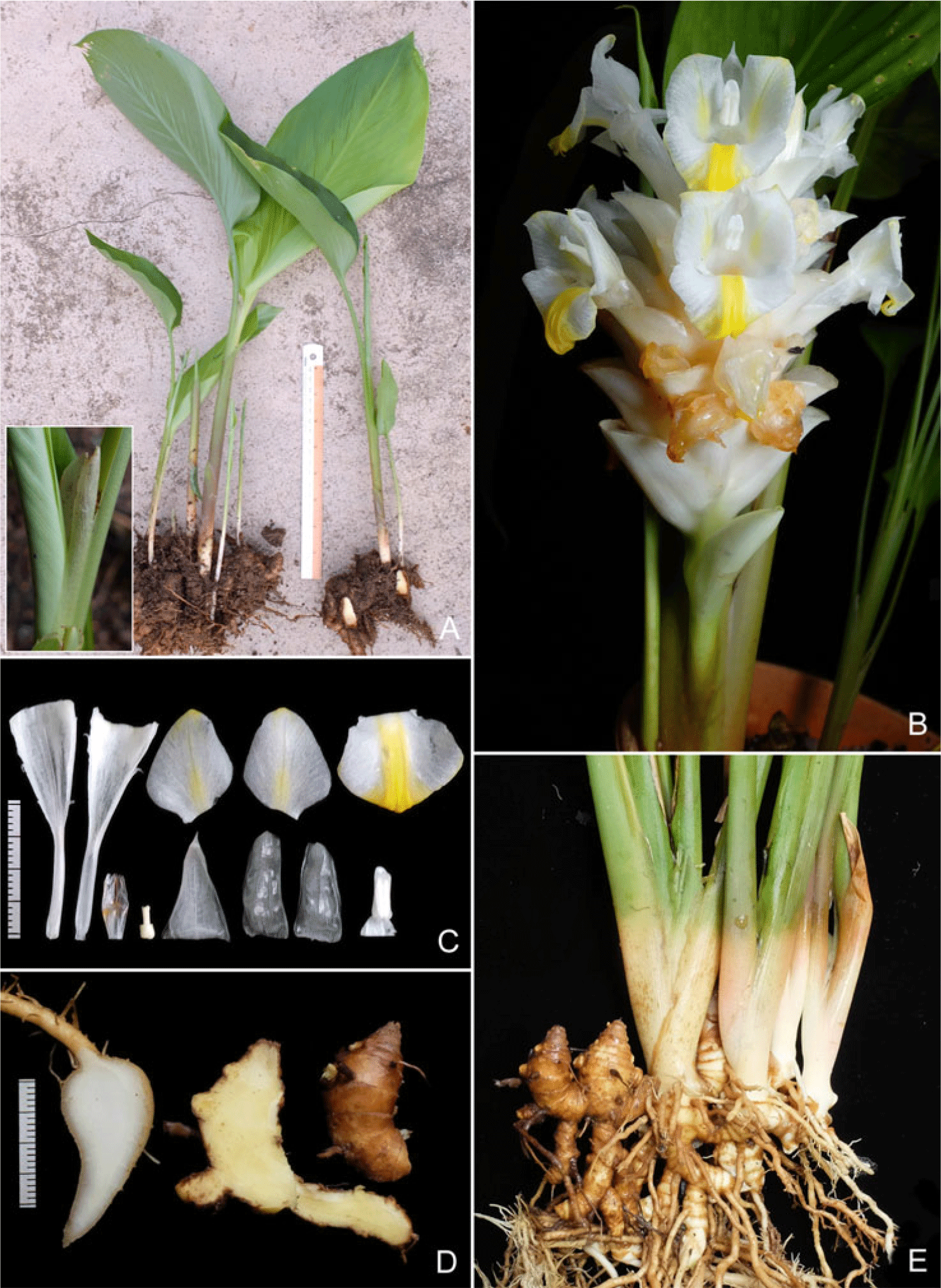CURCUMA CINNABARINA AND C. EBURNEA (ZINGIBERACEAE: ZINGIBEROIDEAE), TWO ...