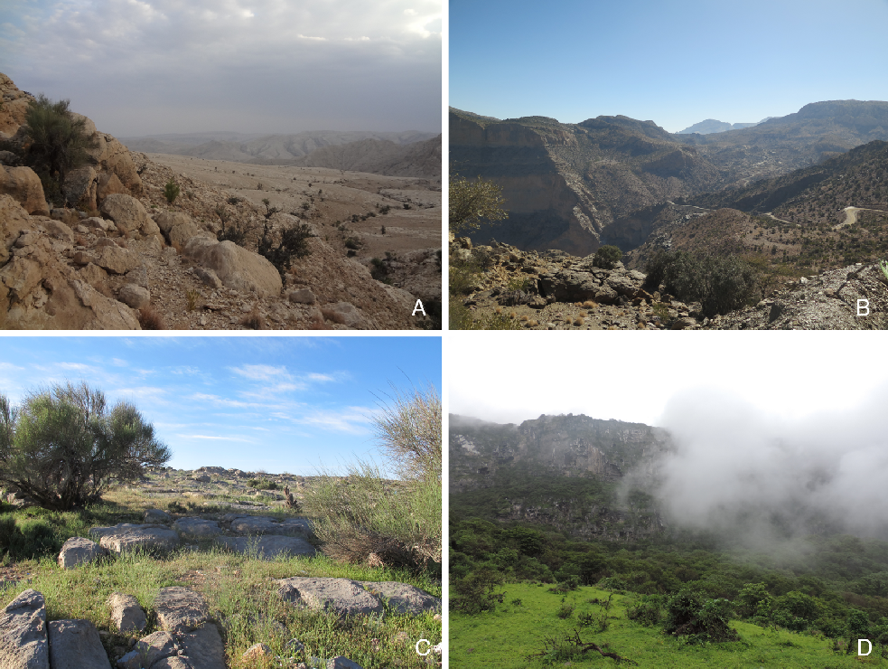 STUDIES IN THE FLORA OF ARABIA: XXXIV. SIXTY NEW RECORDS FROM THE ...