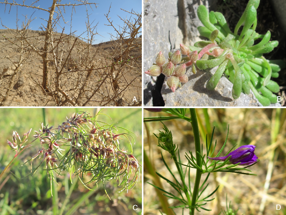 STUDIES IN THE FLORA OF ARABIA: XXXIV. SIXTY NEW RECORDS FROM THE ...