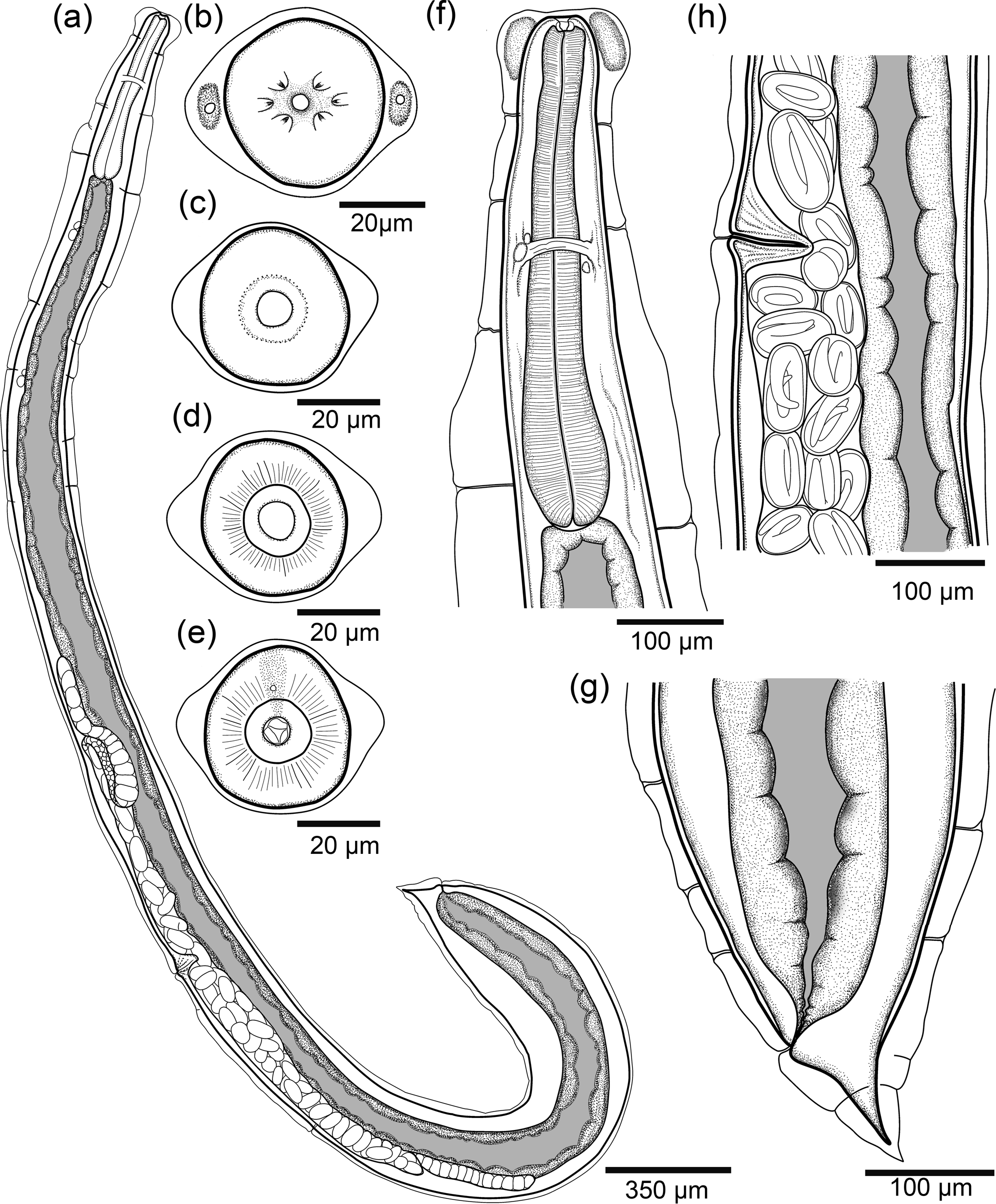 A new species of Rhabdias (Nematoda: Rhabdiasidae), a lung parasite of ...