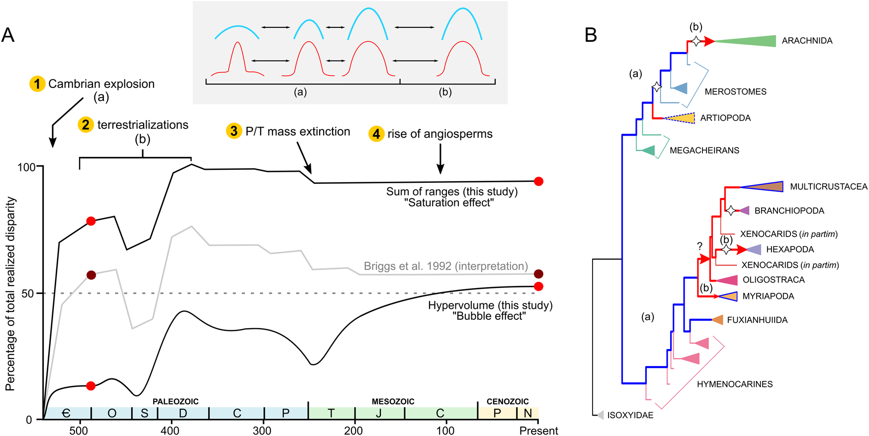 Macroevolutionary patterns of body plan canalization in euarthropods ...