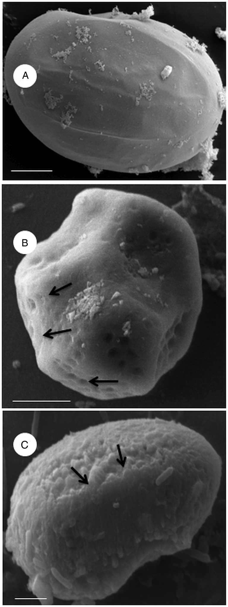 Chemical characterization and in vitro biological activity of ...