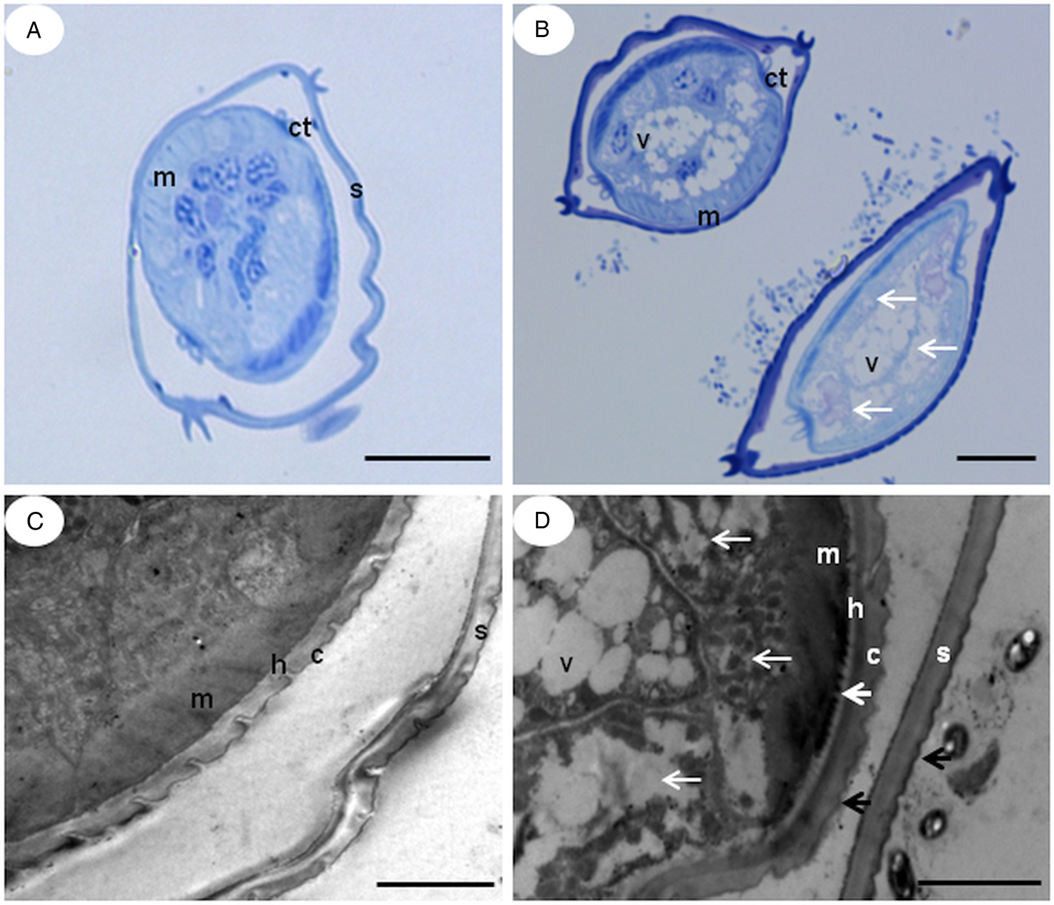 Chemical characterization and in vitro biological activity of ...