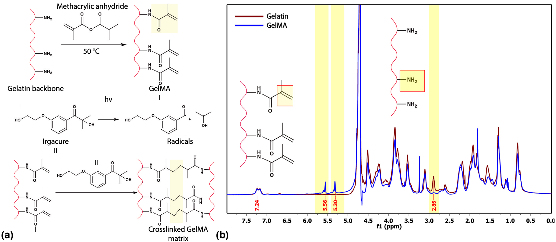 Photo-crosslinked gelatin methacrylate hydrogels with mesenchymal stem ...