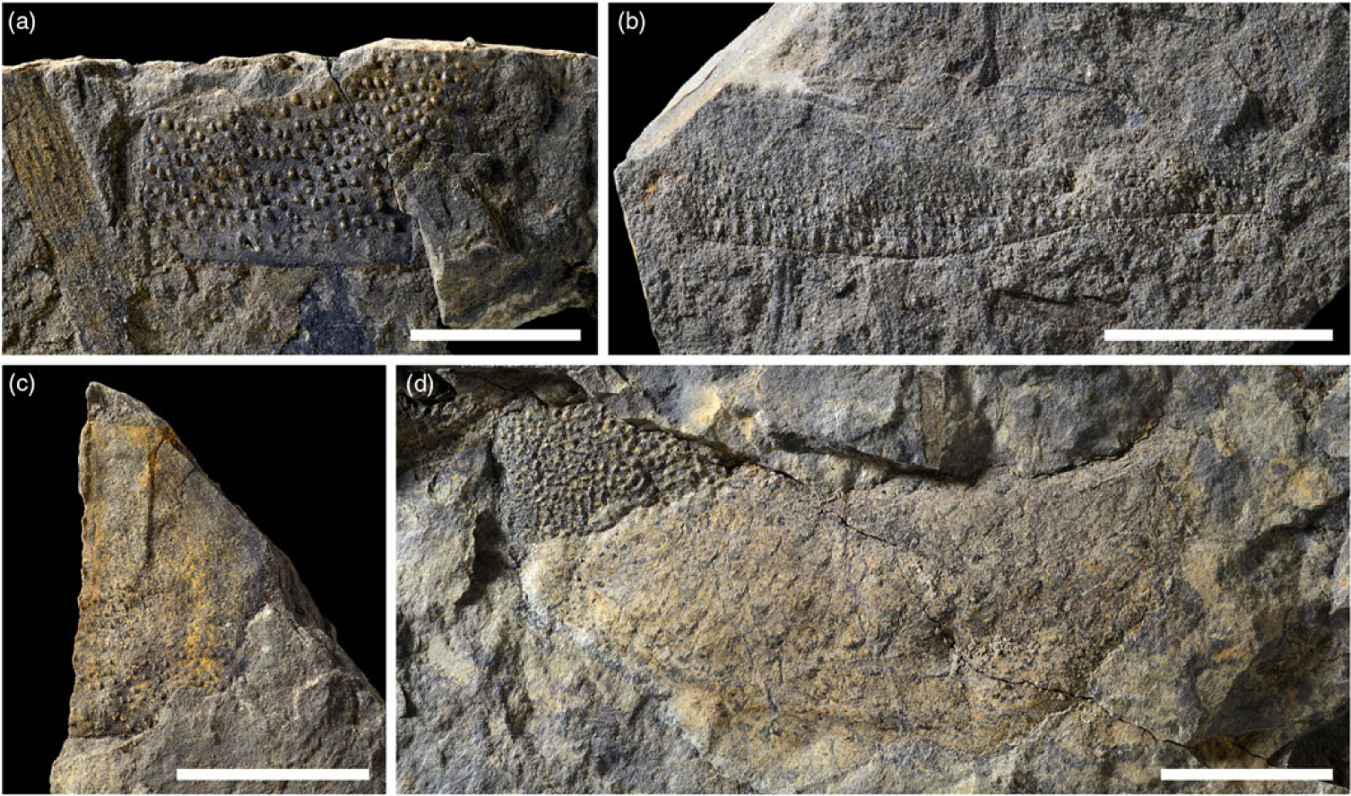 Stylonurine eurypterids from the Strud locality (Upper Devonian ...