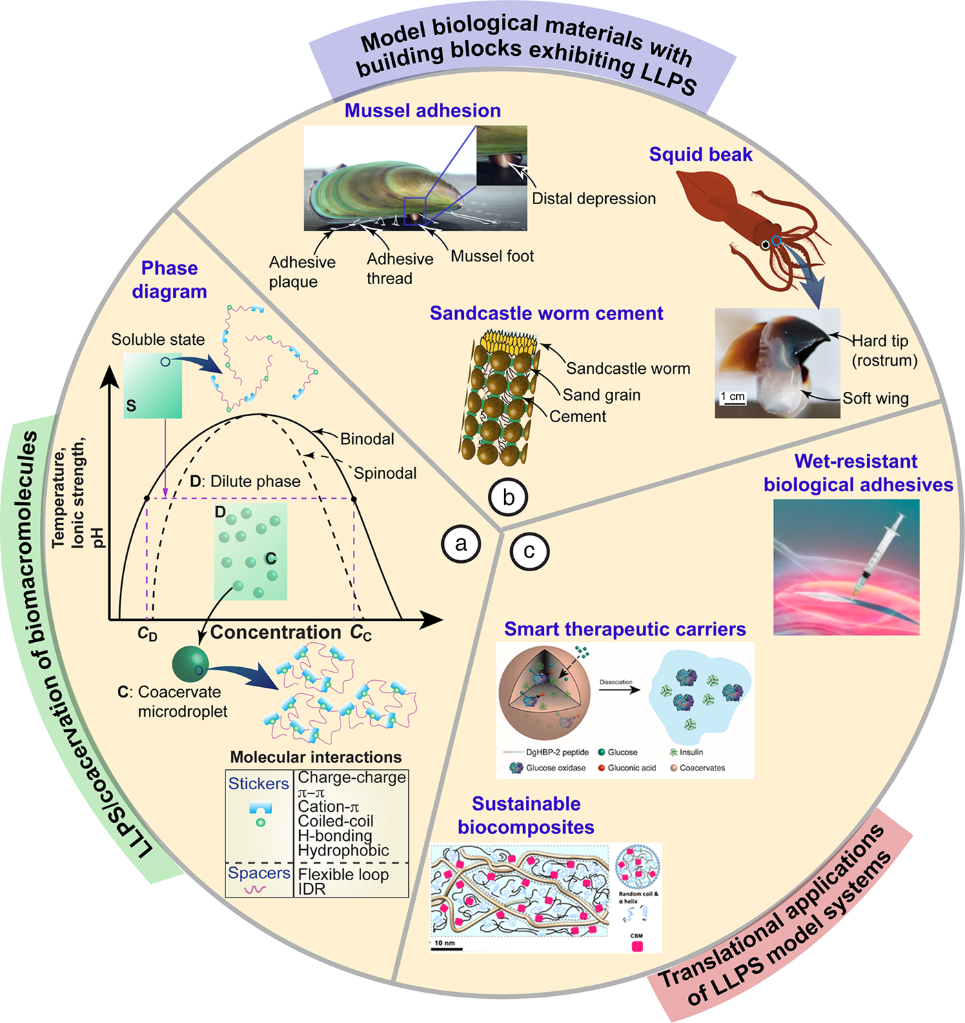 Liquid–liquid phase separation of proteins and peptides derived from ...