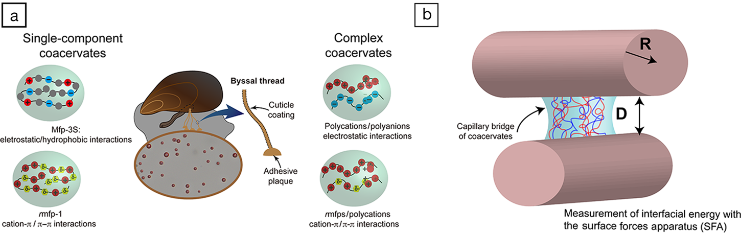 Liquid–liquid phase separation of proteins and peptides derived from ...