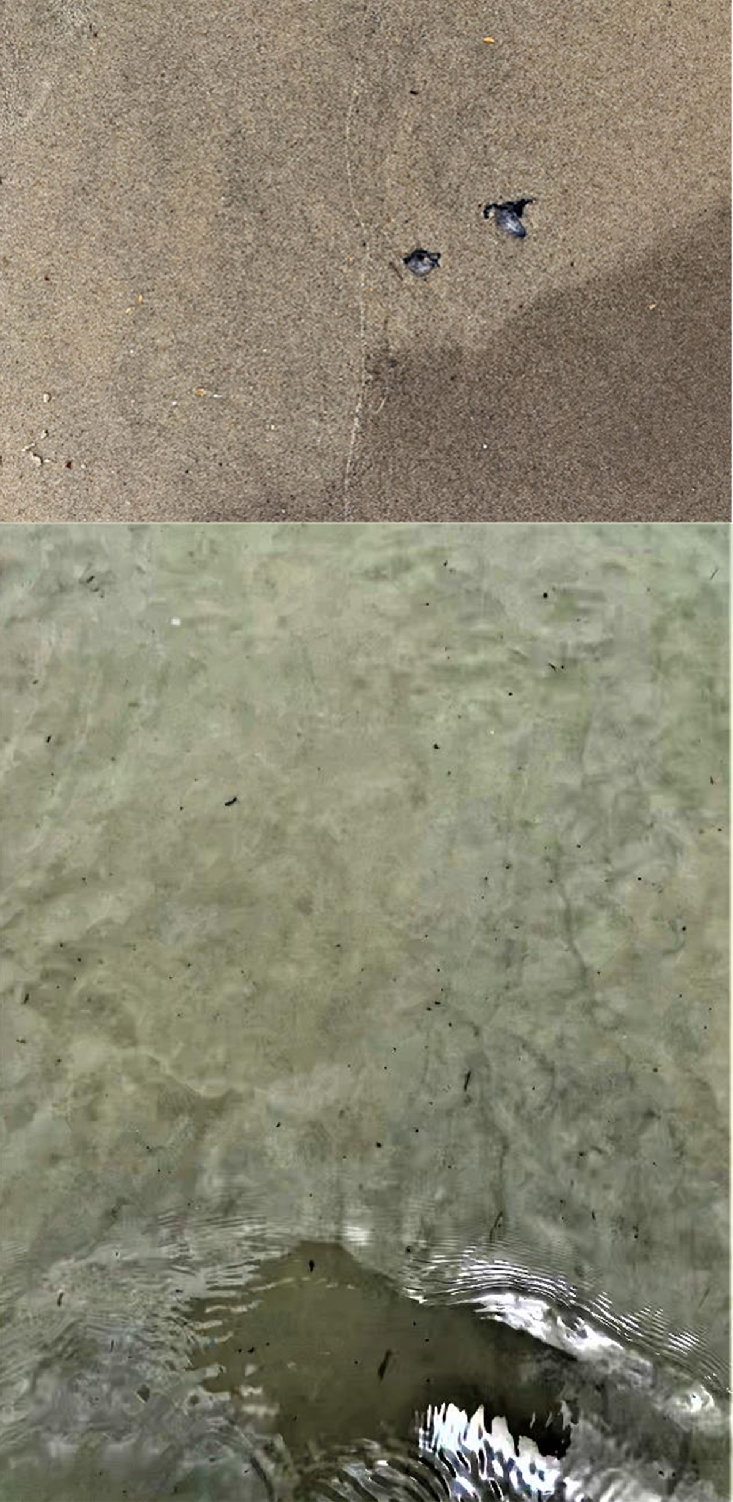 water/watery/watering: Concepts for Theorising in Environmental ...