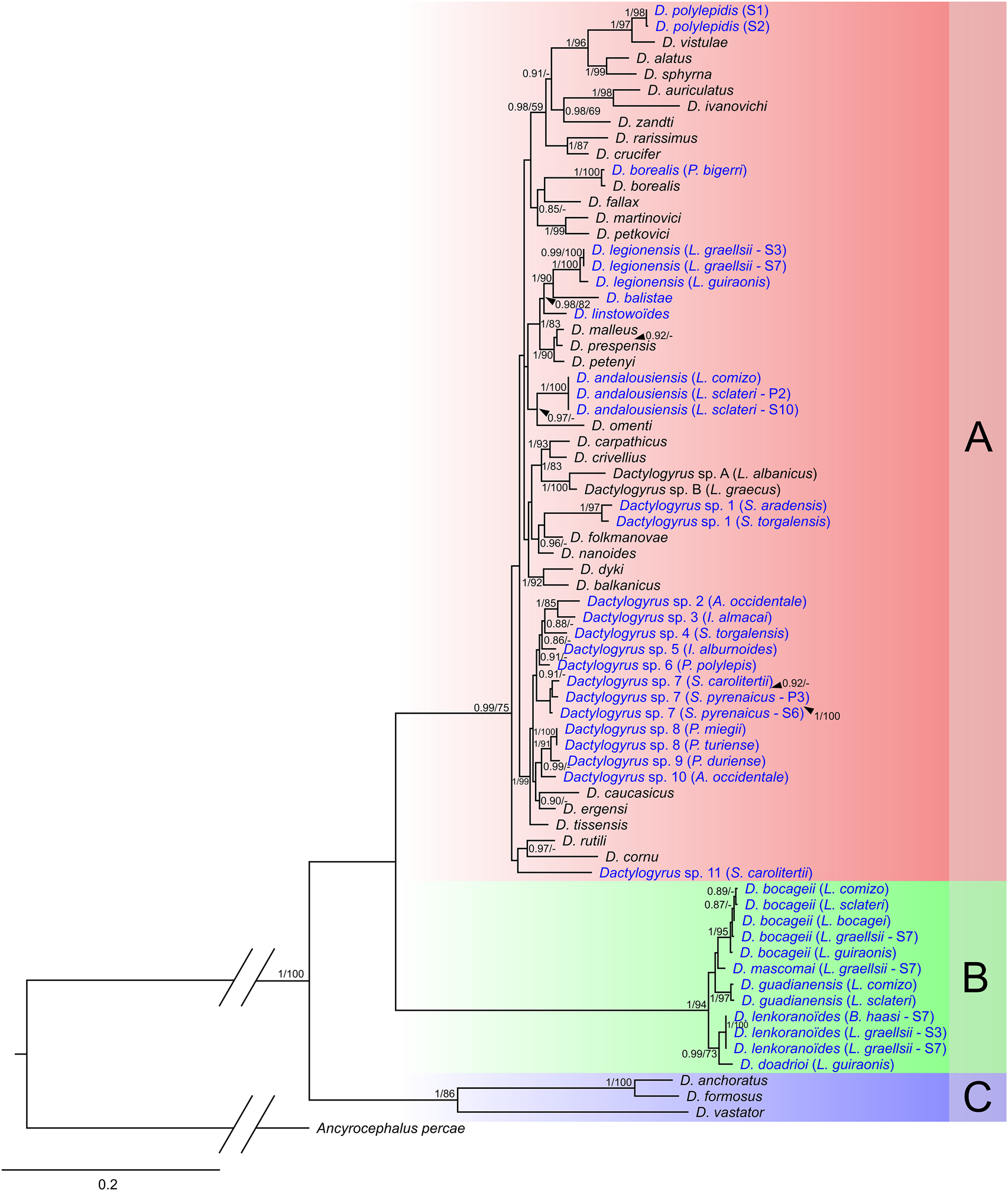 High diversity of fish ectoparasitic monogeneans (Dactylogyrus) in the ...