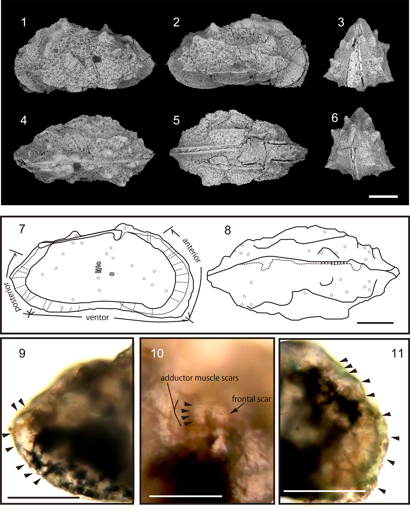 Upper Miocene Ostracoda in a gravity flow deposit in Central Japan ...
