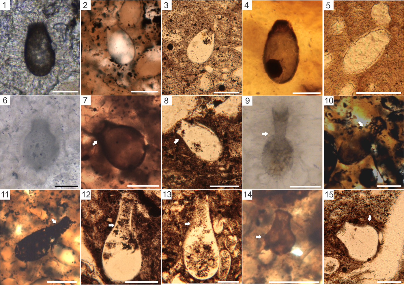 Insights into vase-shaped microfossil diversity and Neoproterozoic ...