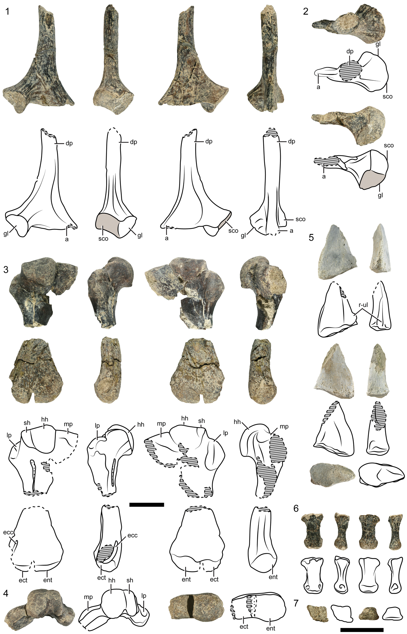 Cranial and post-cranial remains and phylogenetic relationships of the ...
