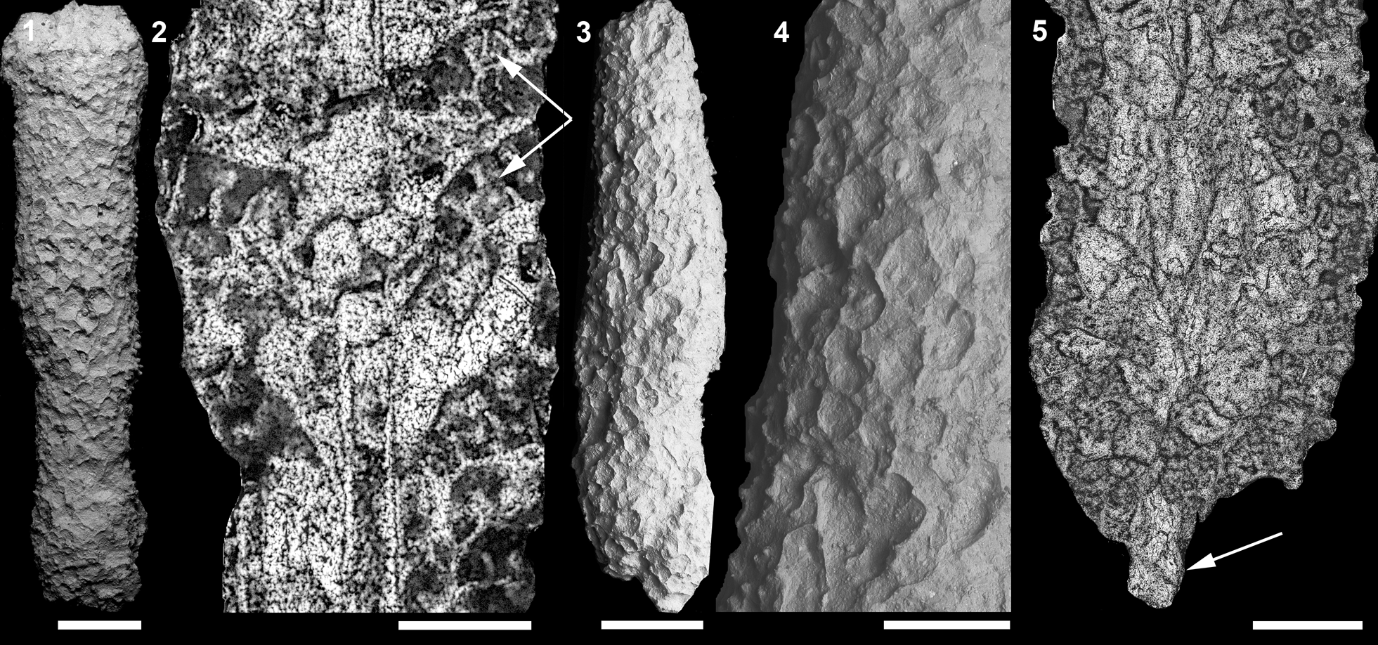 The oldest bifoliate cystoporate and two other bryozoan taxa from the ...