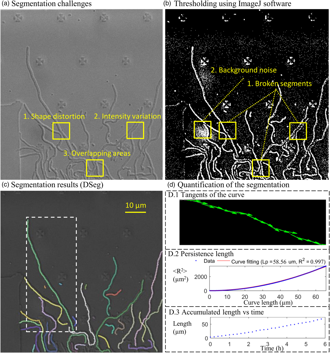 DSeg: A Dynamic Image Segmentation Program to Extract Backbone Patterns for Filamentous Bacteria ...