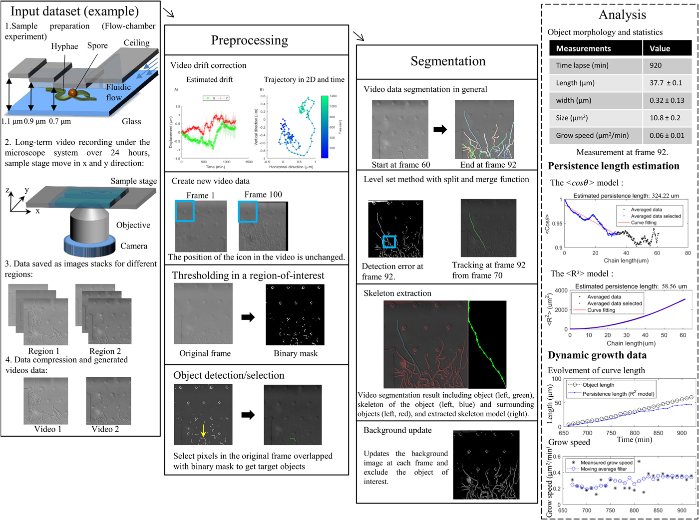 DSeg: A Dynamic Image Segmentation Program to Extract Backbone Patterns for Filamentous Bacteria ...