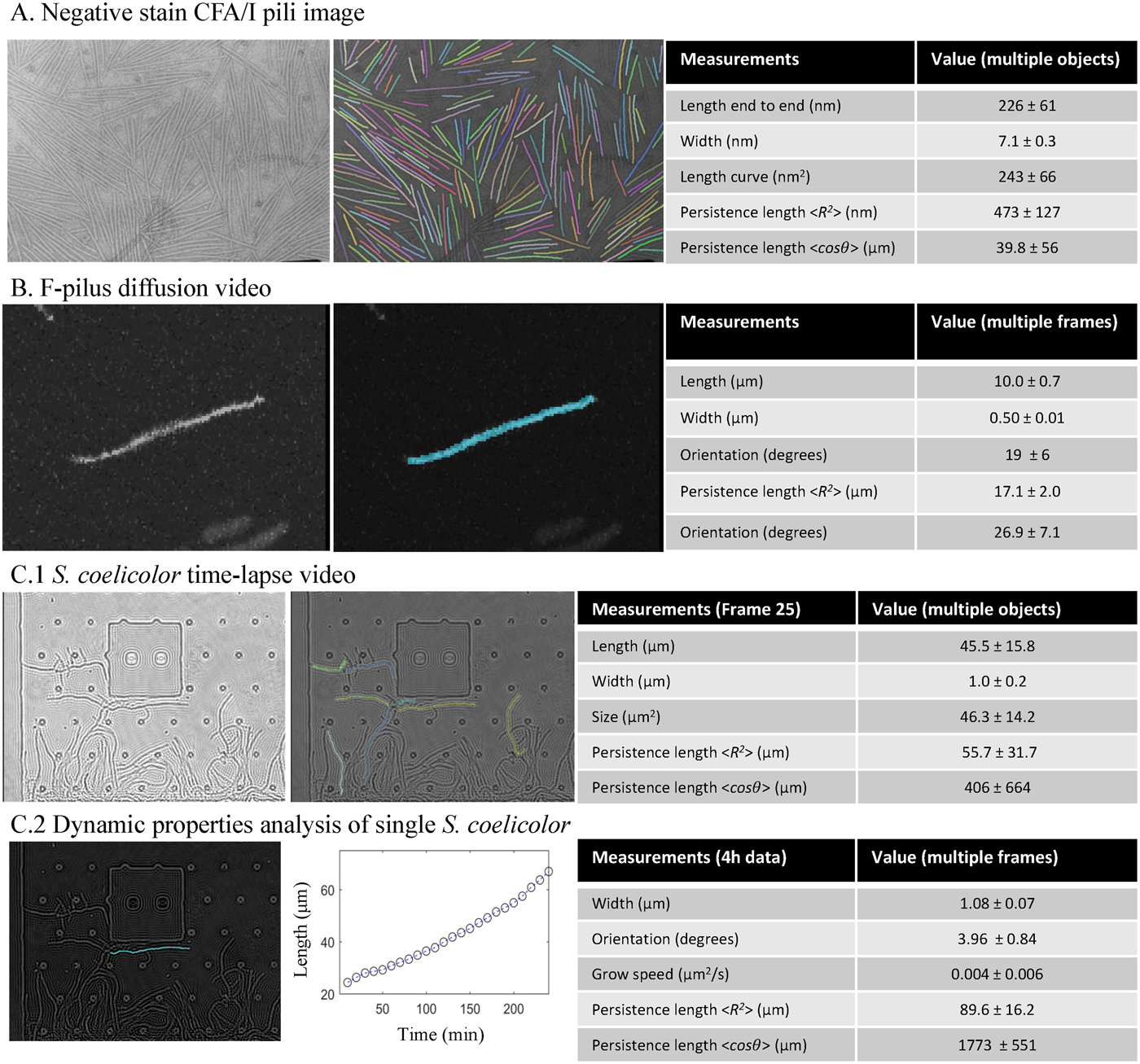 DSeg: A Dynamic Image Segmentation Program to Extract Backbone Patterns for Filamentous Bacteria ...