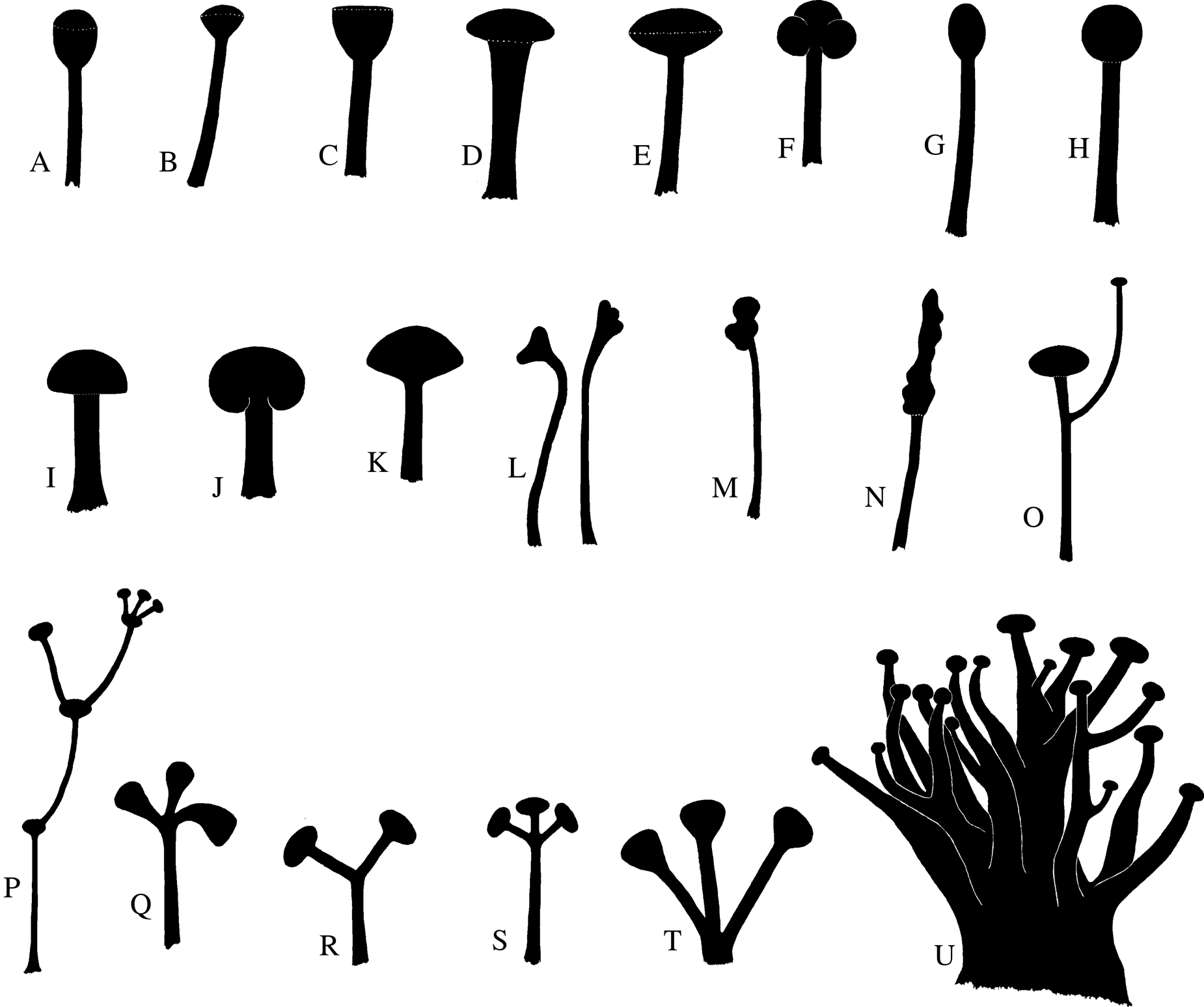 New methods for mycocalicioid fungi | The Lichenologist | Cambridge Core
