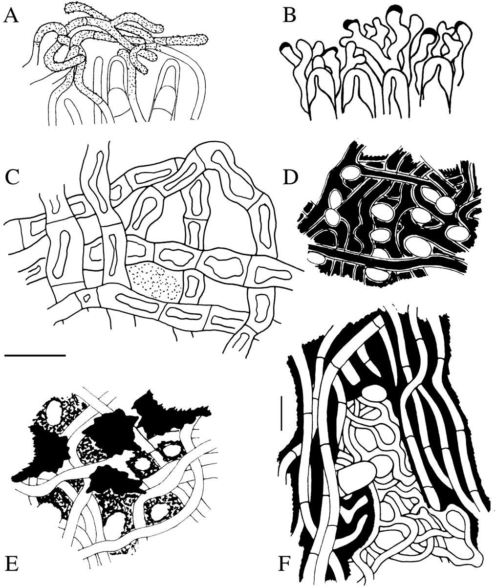 New methods for mycocalicioid fungi | The Lichenologist | Cambridge Core