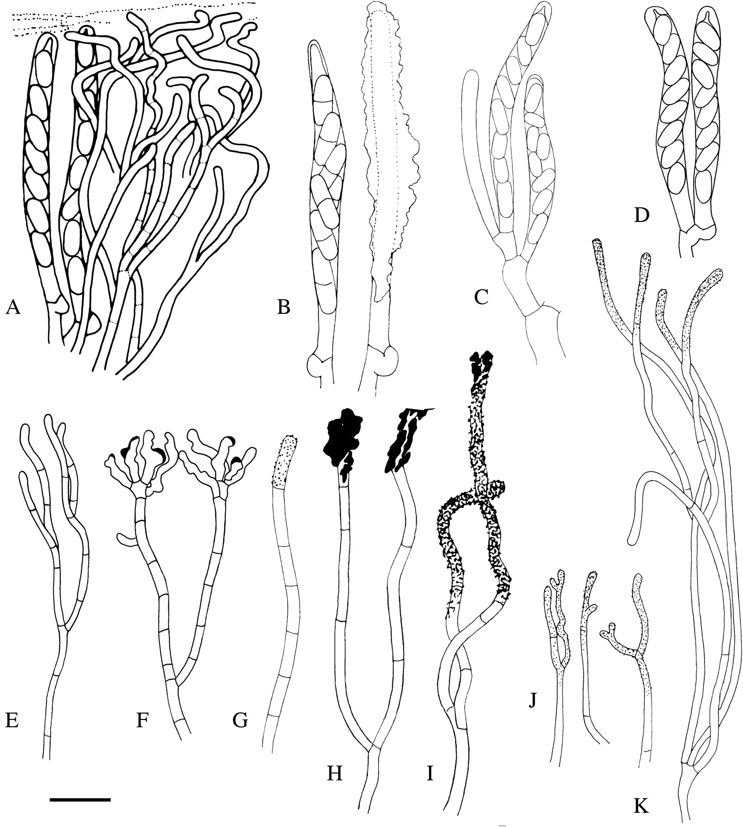 New methods for mycocalicioid fungi | The Lichenologist | Cambridge Core