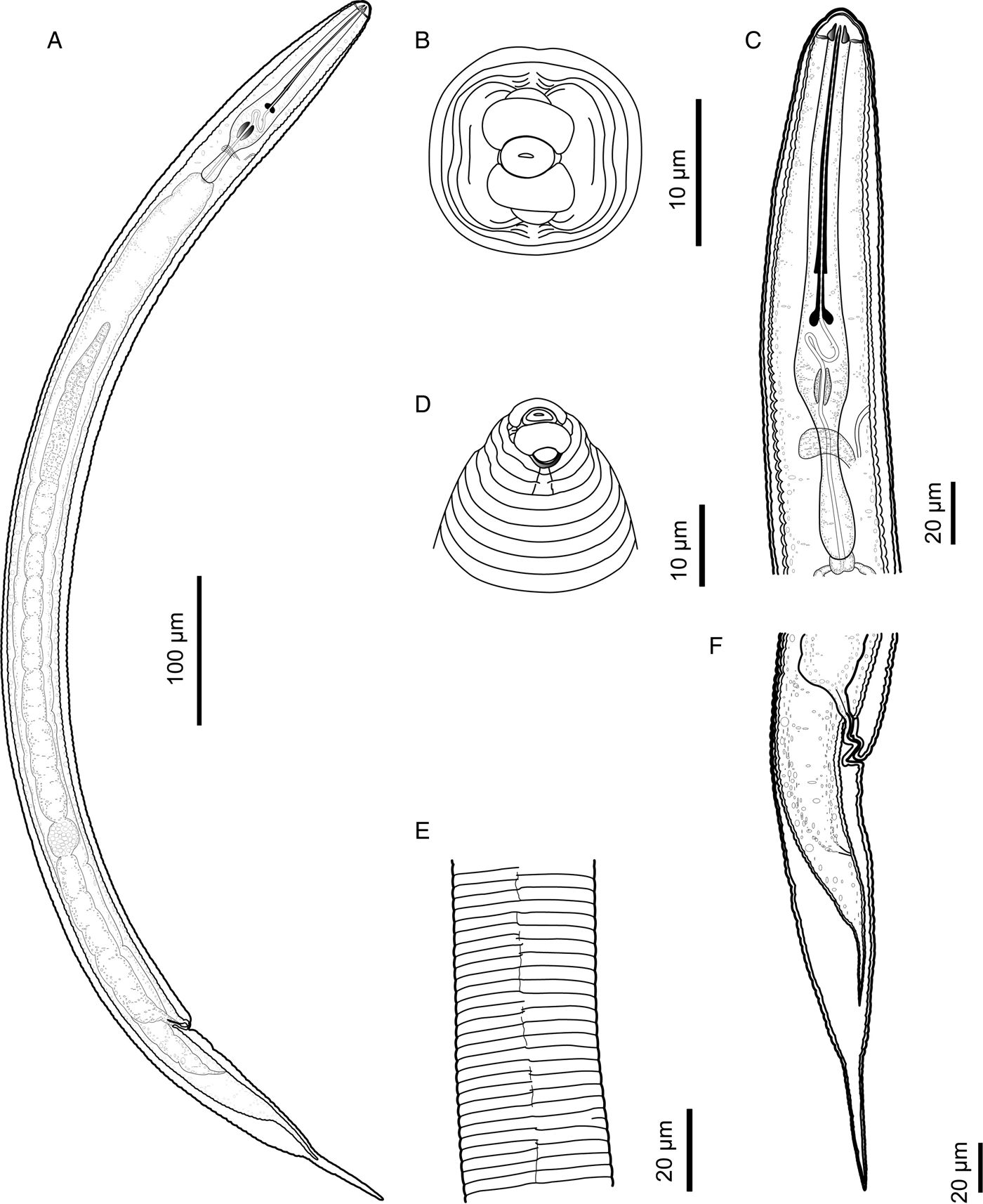 Description of Hemicycliophora cardamomi sp. n. (Nematoda ...