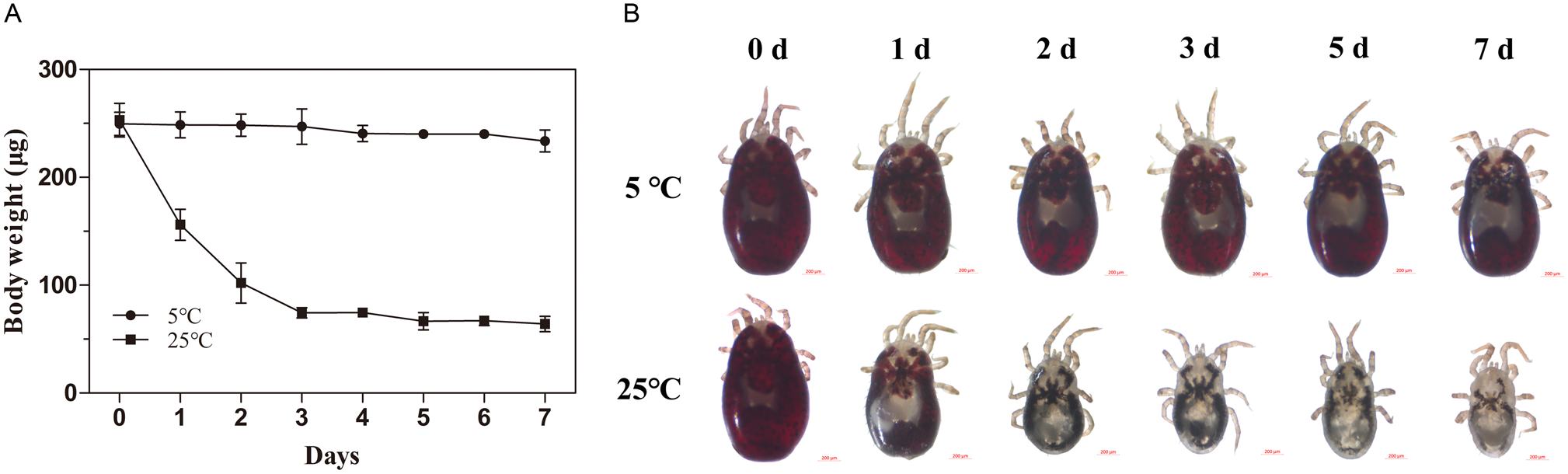 Low-temperature storage of the poultry red mite, Dermanyssus gallinae ...