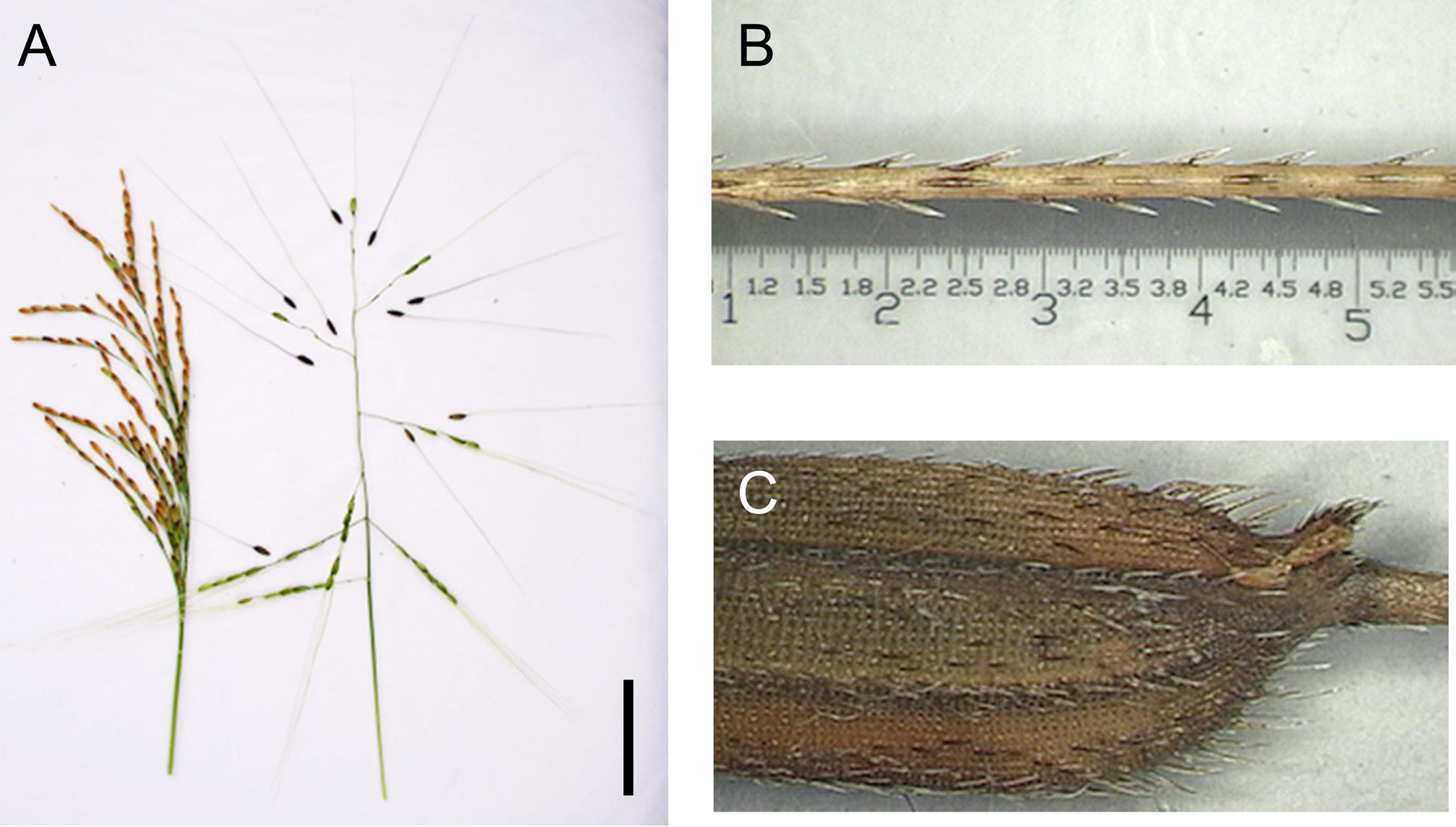 The role of wild rice (Oryza rufipogon) awns in seed dispersal | Seed ...