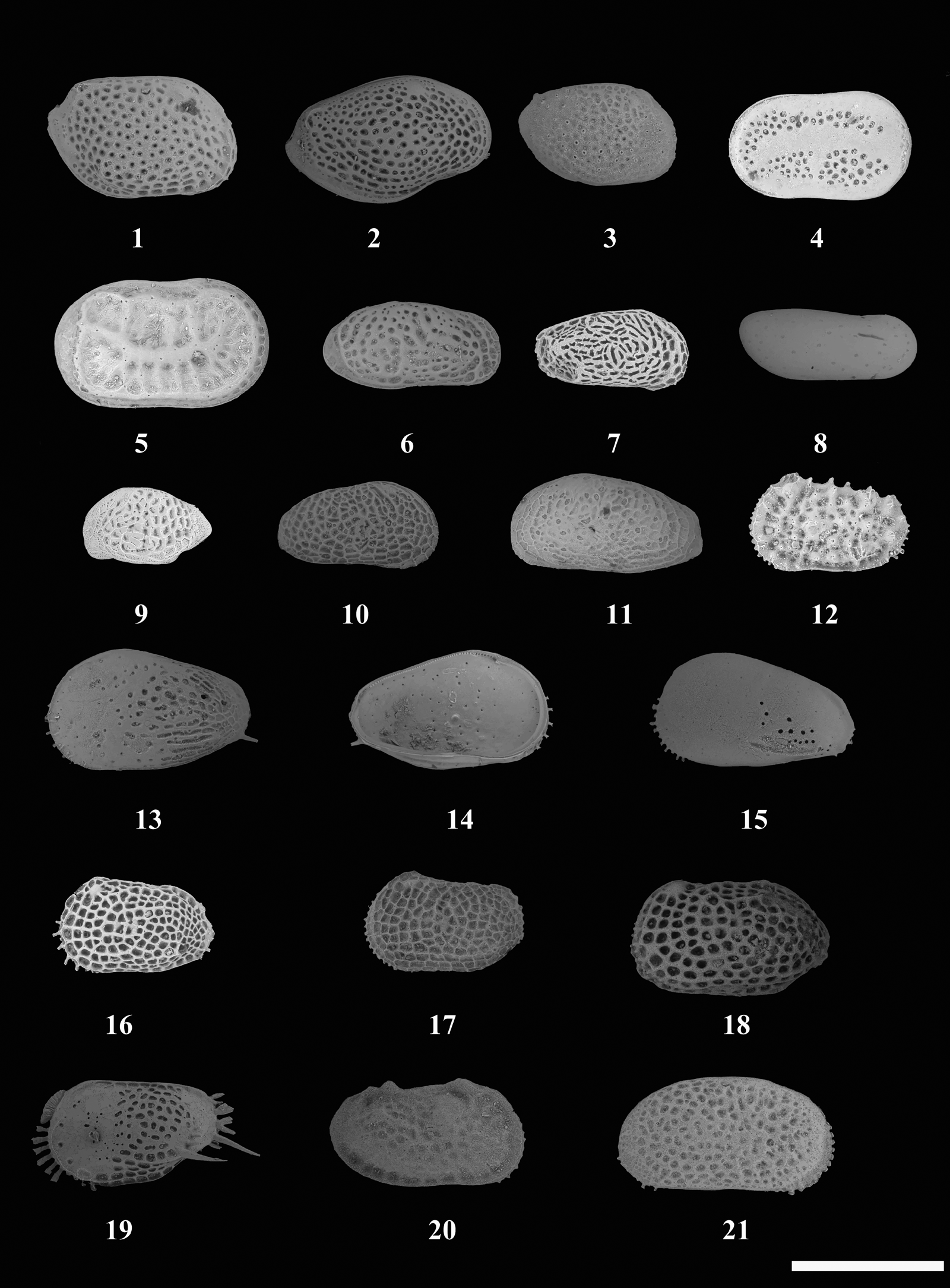 Species composition and habitat preferences of benthic ostracod and ...
