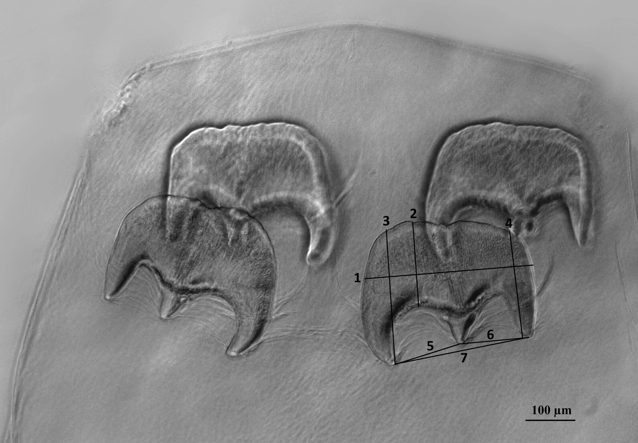Feeding habits shape infection levels by plerocercoids of the tapeworm ...