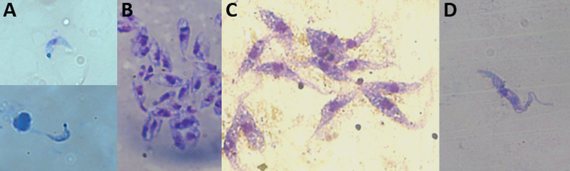 Triatoma infestans susceptibility to different Trypanosoma cruzi ...