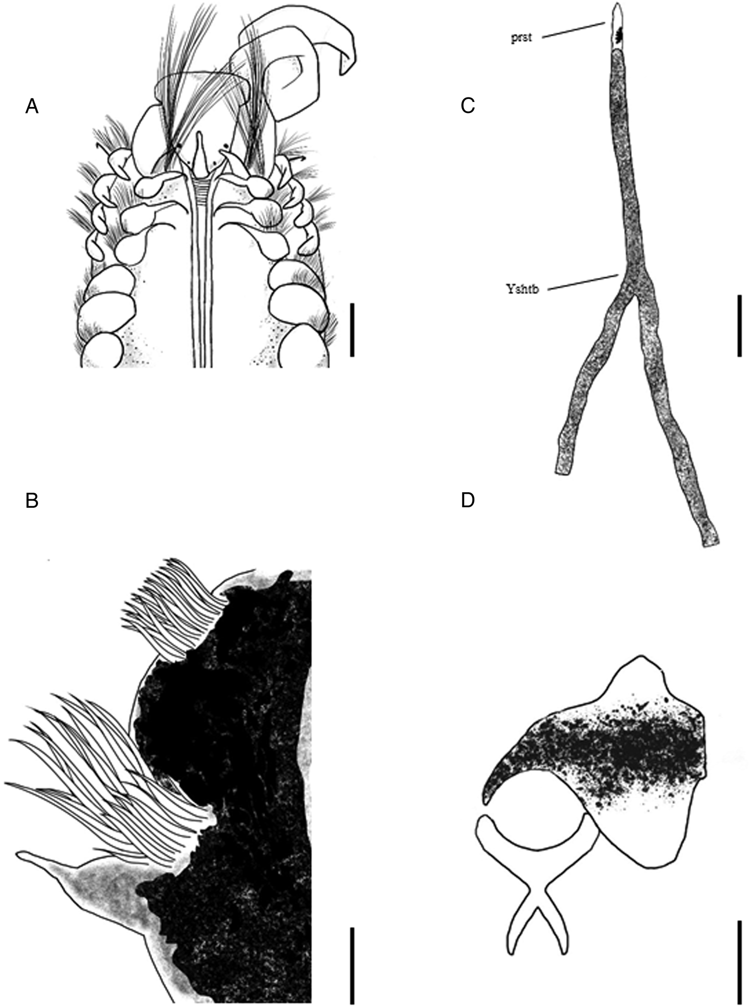 Spiophanes adriaticus, a new species from the Mediterranean Sea ...