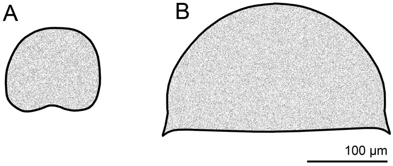 Analysis of the juvenile shell of Lingula anatina (Brachiopoda ...