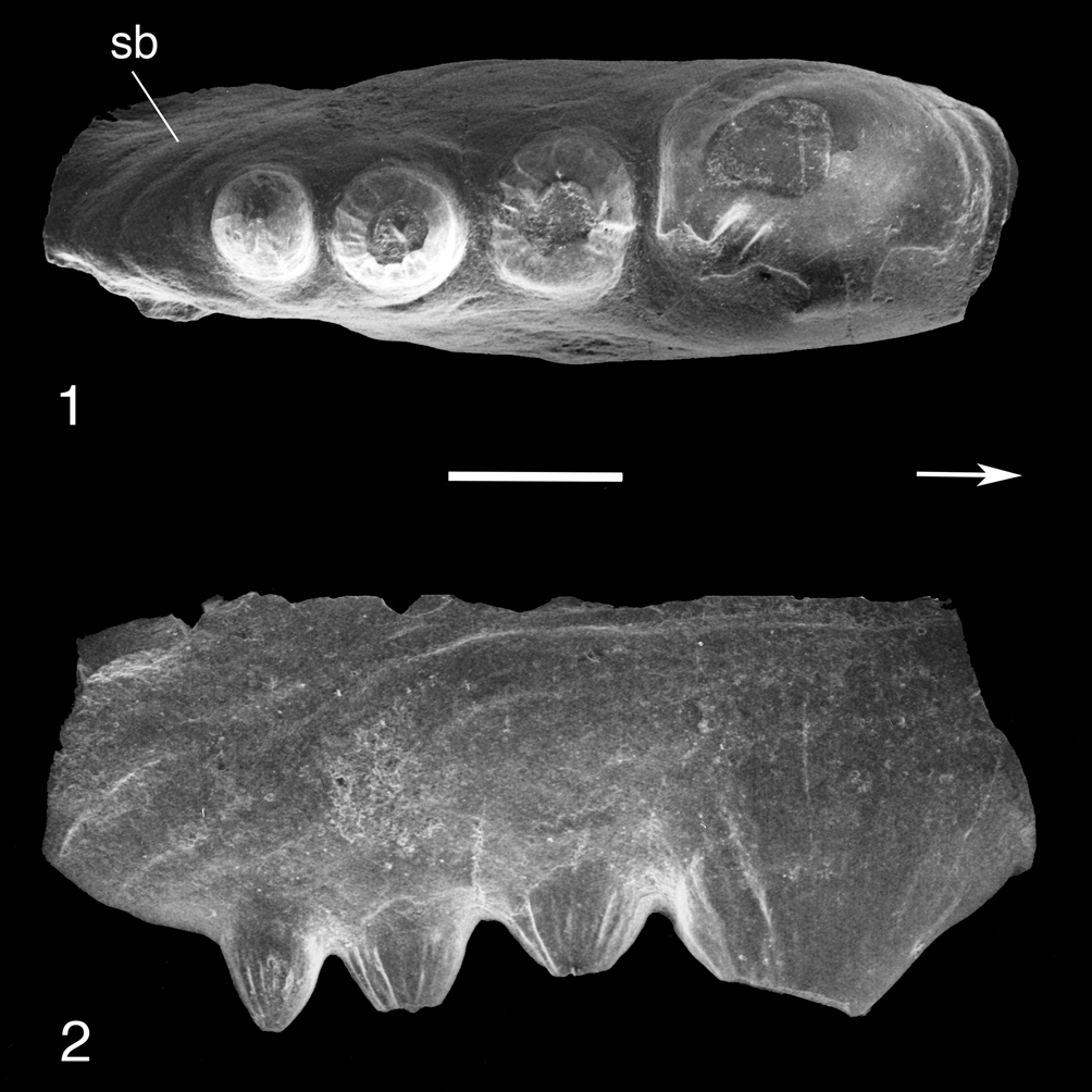 A new early-diverging sphenodontian (Lepidosauria, Rhynchocephalia ...