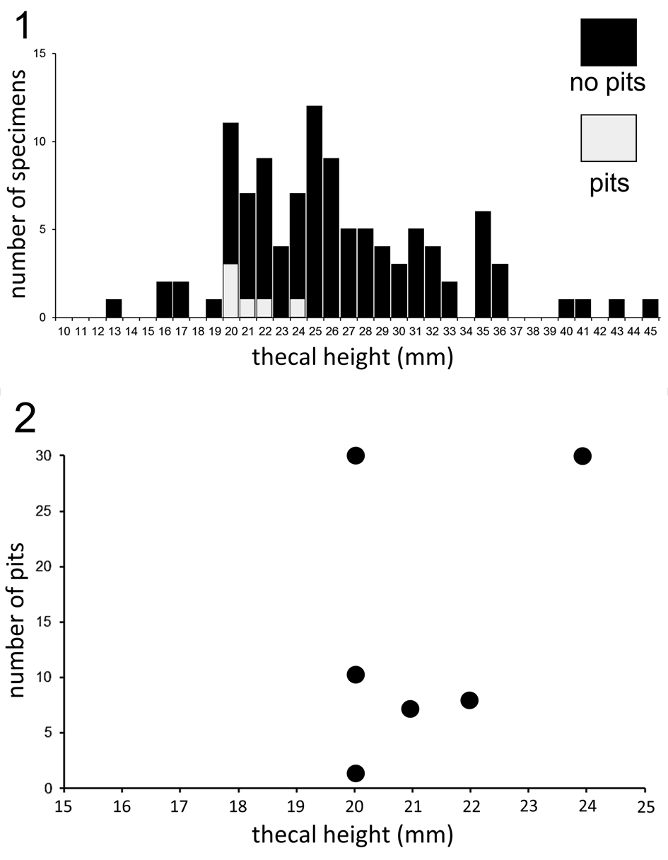 Symbiotic embedment structures in Silurian Caryocrinites (Echinodermata ...