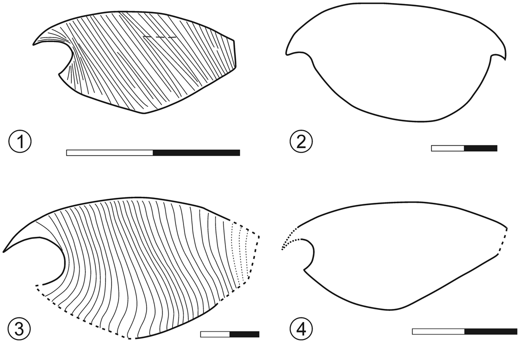 New Thylacocephala (Crustacea) assemblage from the Spathian (Lower ...