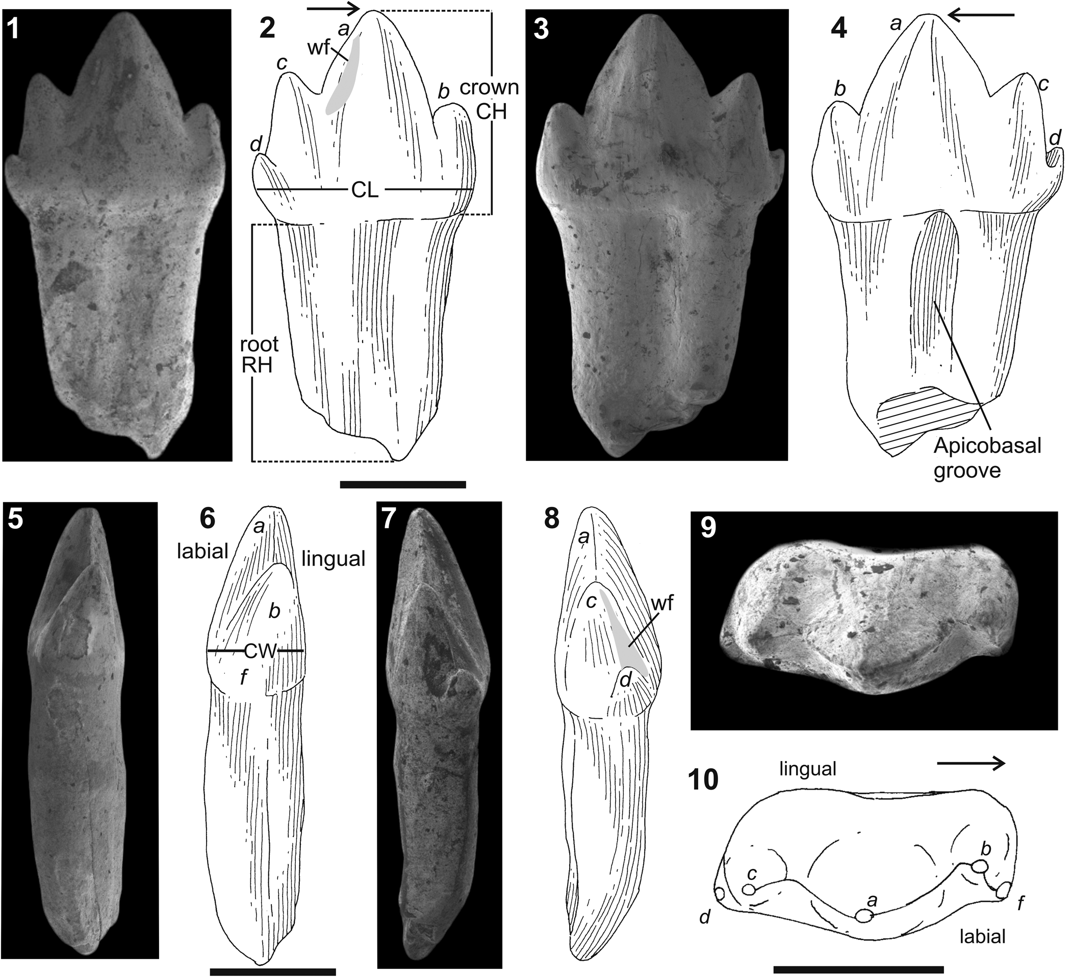 New cynodonts (Therapsida, Eucynodontia) from the Late Triassic of ...