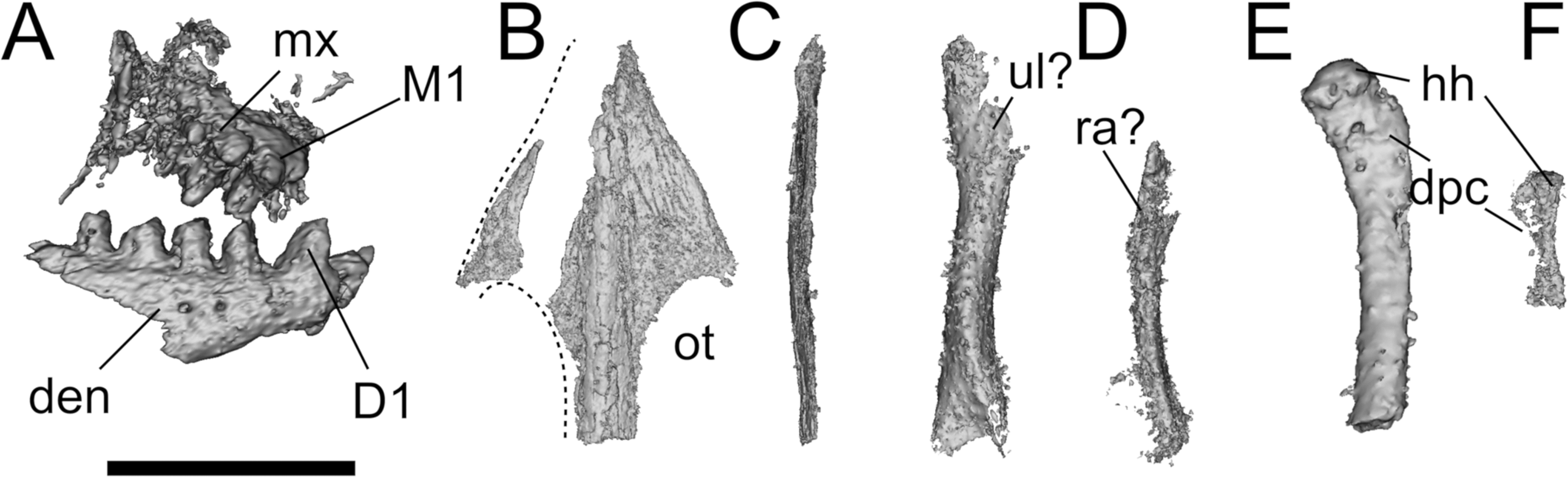 Revision of Erpetosuchus (Archosauria: Pseudosuchia) and new ...