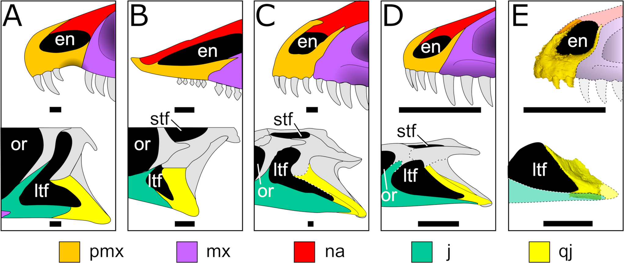 Revision of Erpetosuchus (Archosauria: Pseudosuchia) and new ...