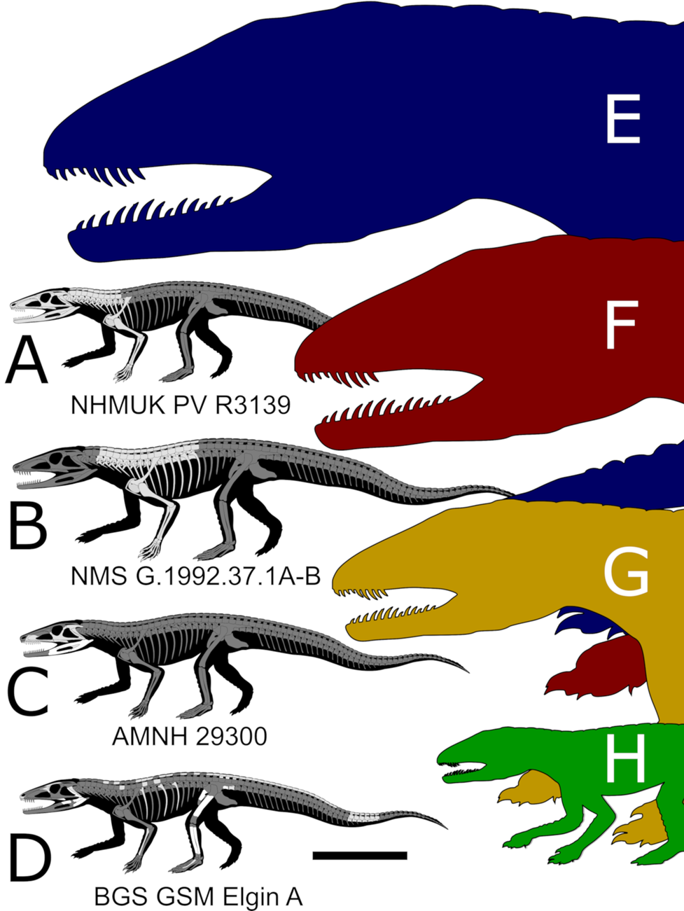Revision of Erpetosuchus (Archosauria: Pseudosuchia) and new ...
